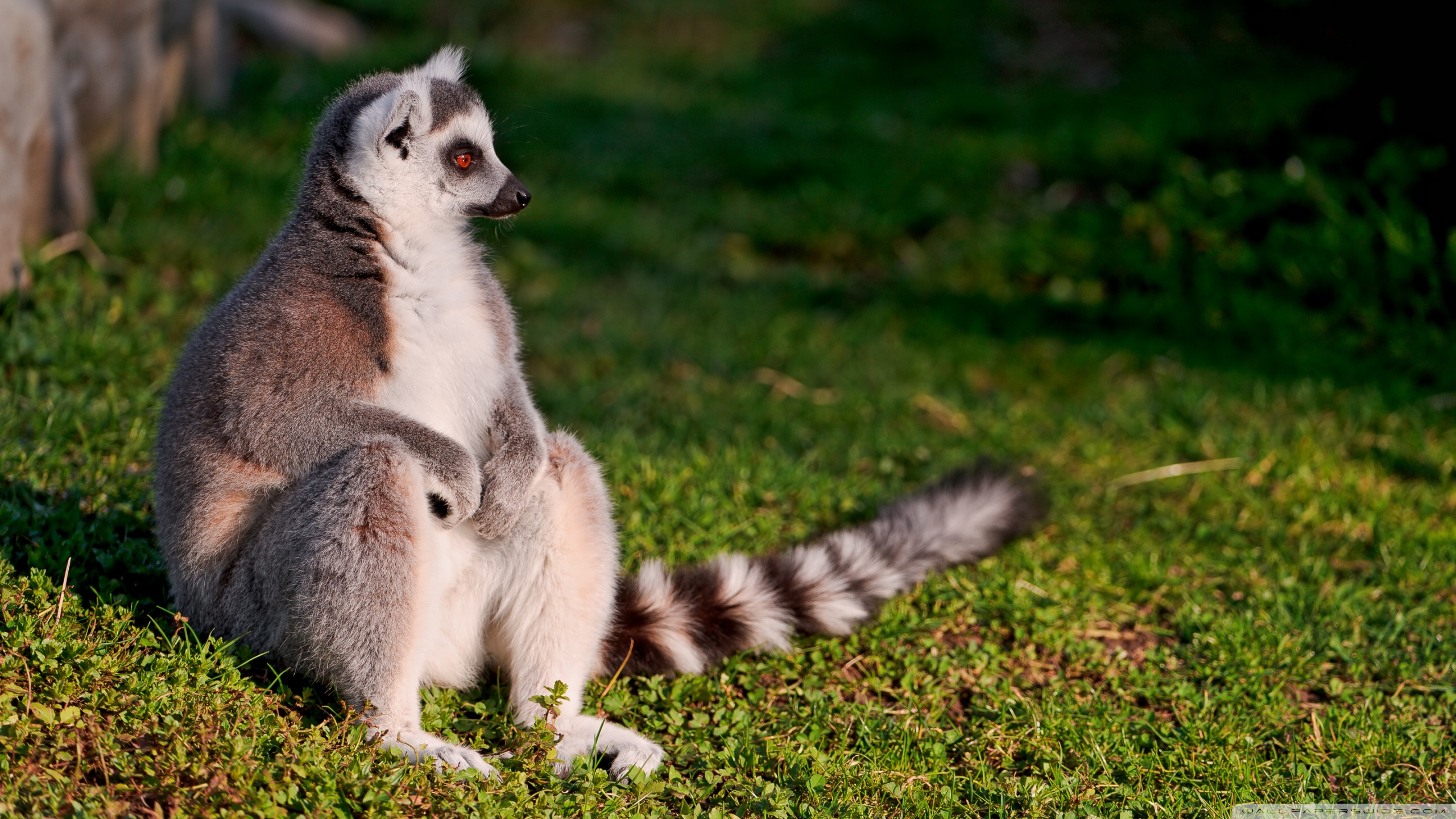 Download Animal Lemur Image