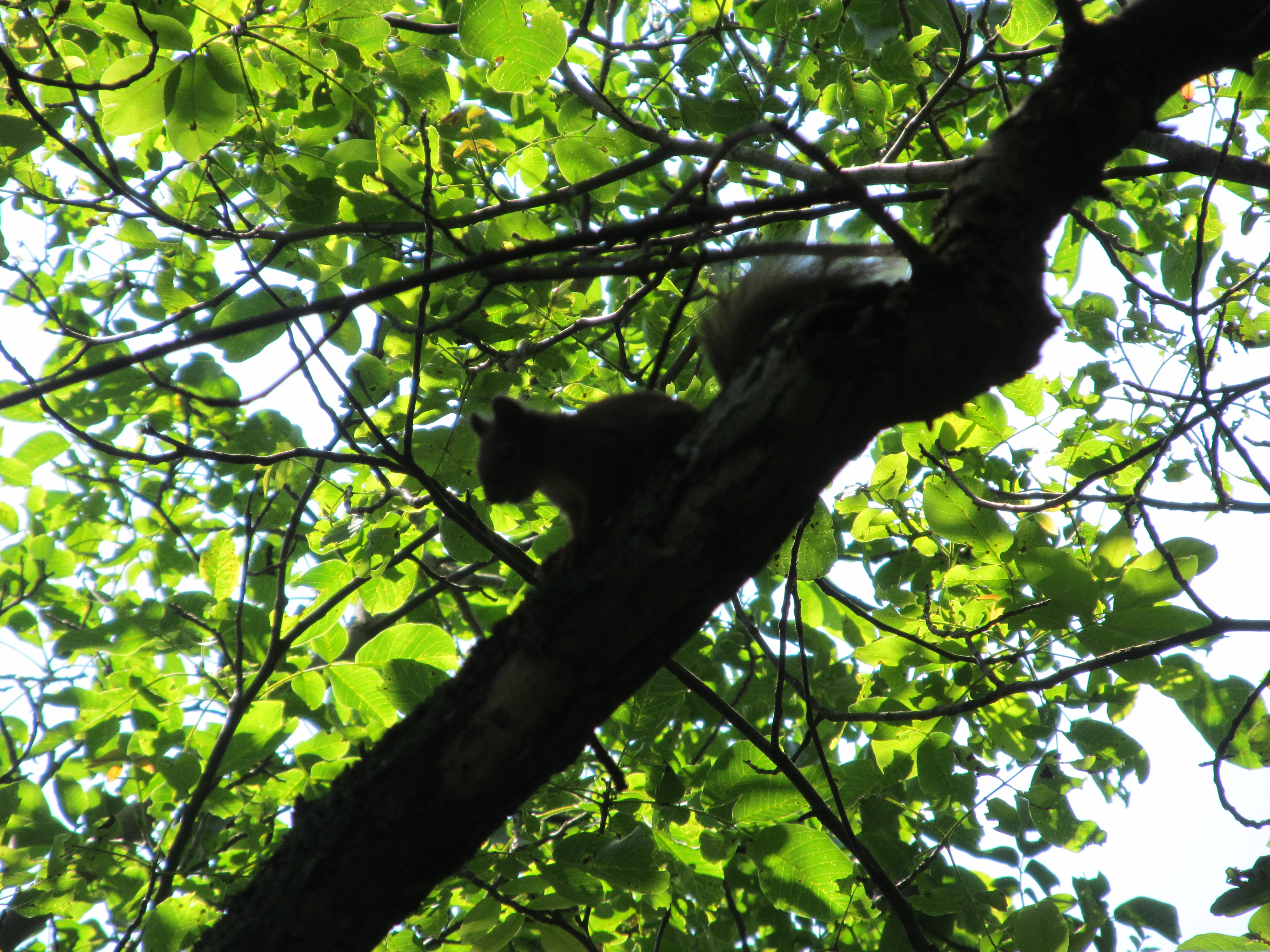 landscape by AlphaSystem