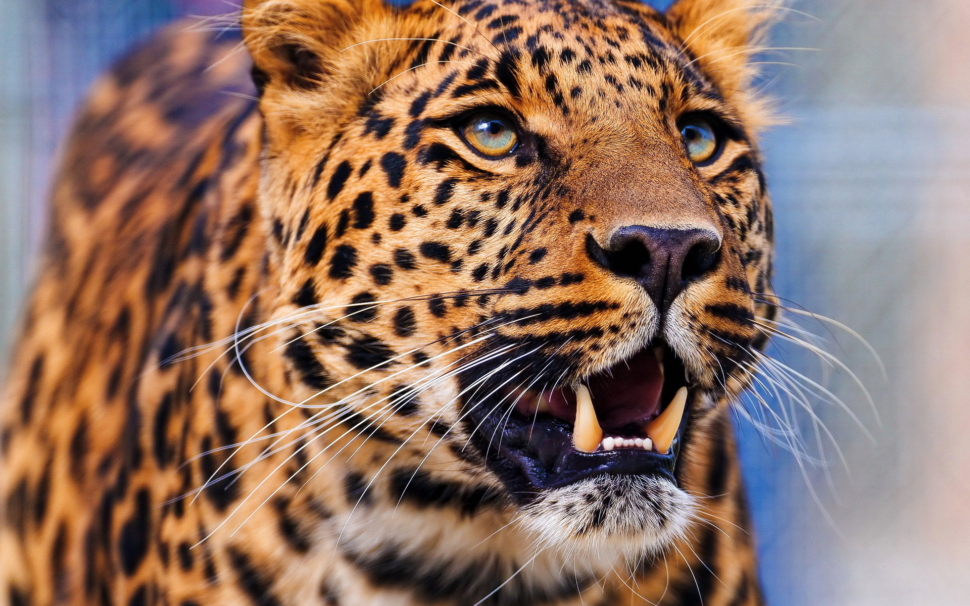 Download Animal Leopard Image