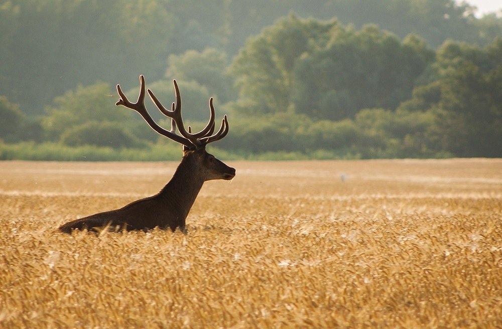 Majestic Deer Standing Proud in Golden Fields