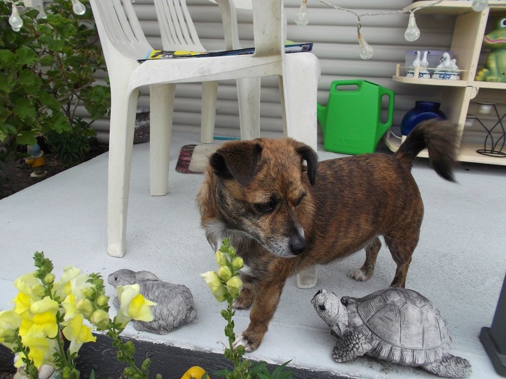 Download Animal Dog Image by GREENFROGGY1