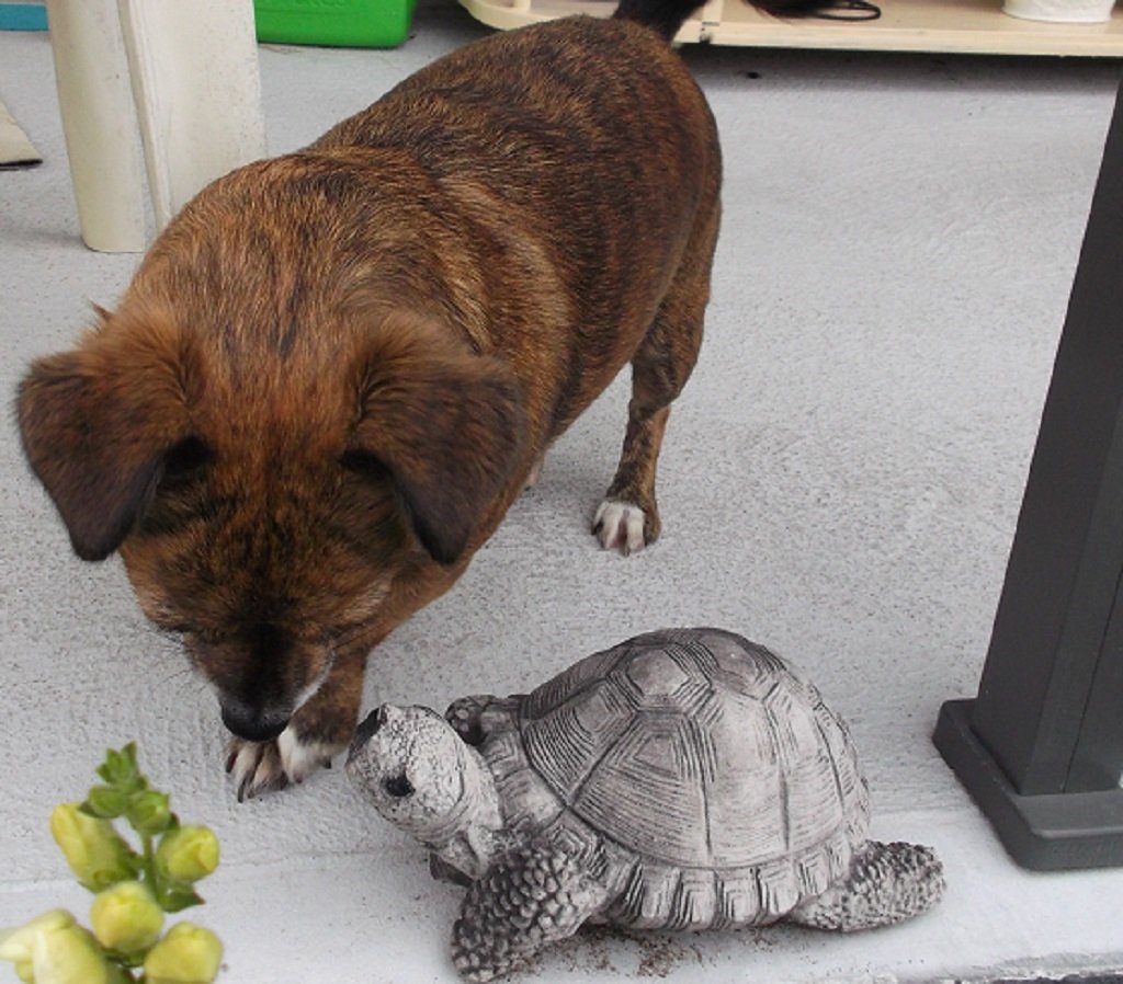 Download Animal Dog Image by GREENFROGGY1