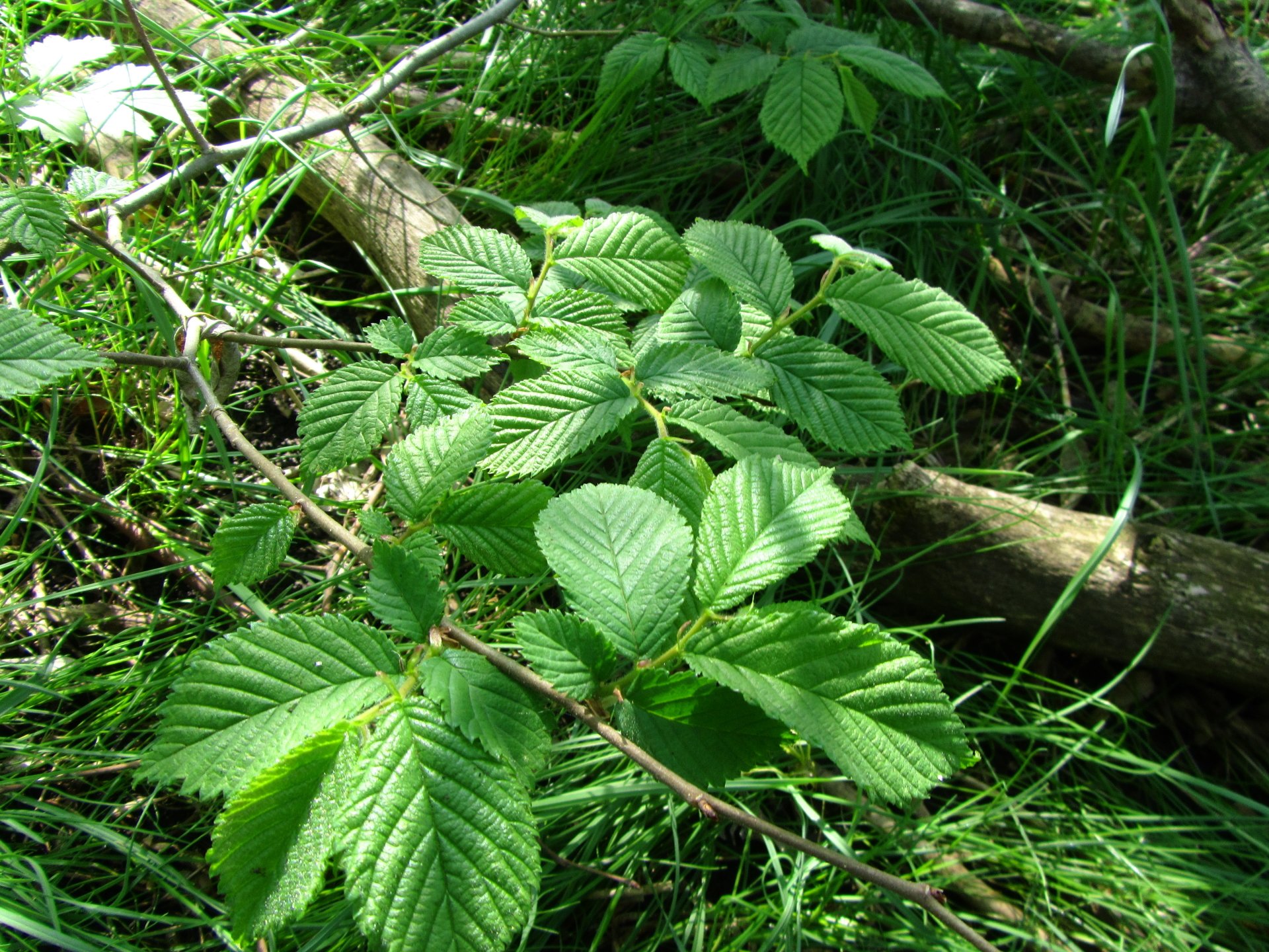 Download Nature Leaf Image