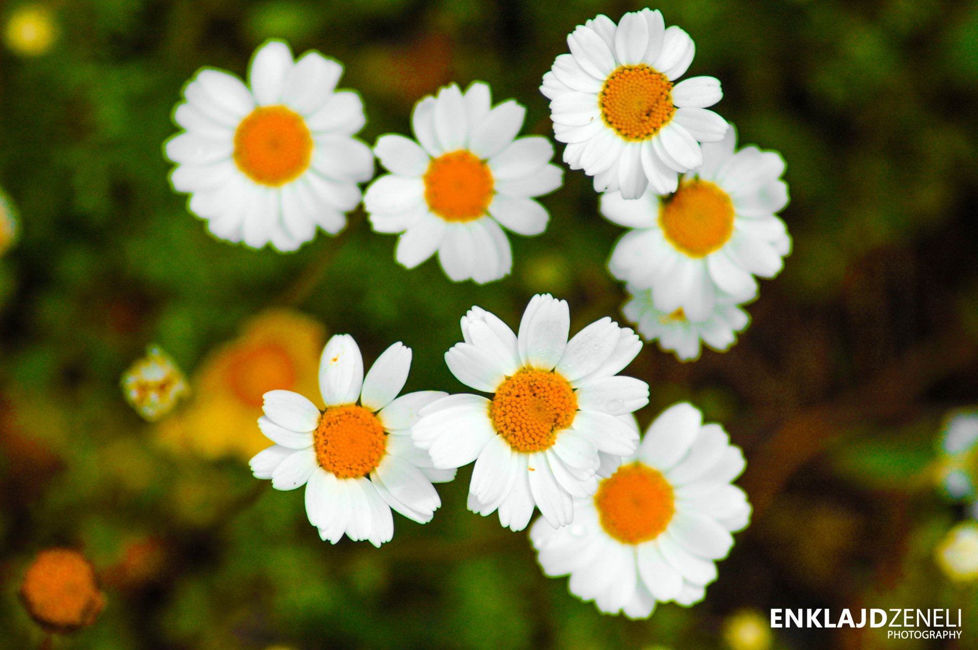 Flower Image - ID: 274325 - Image Abyss