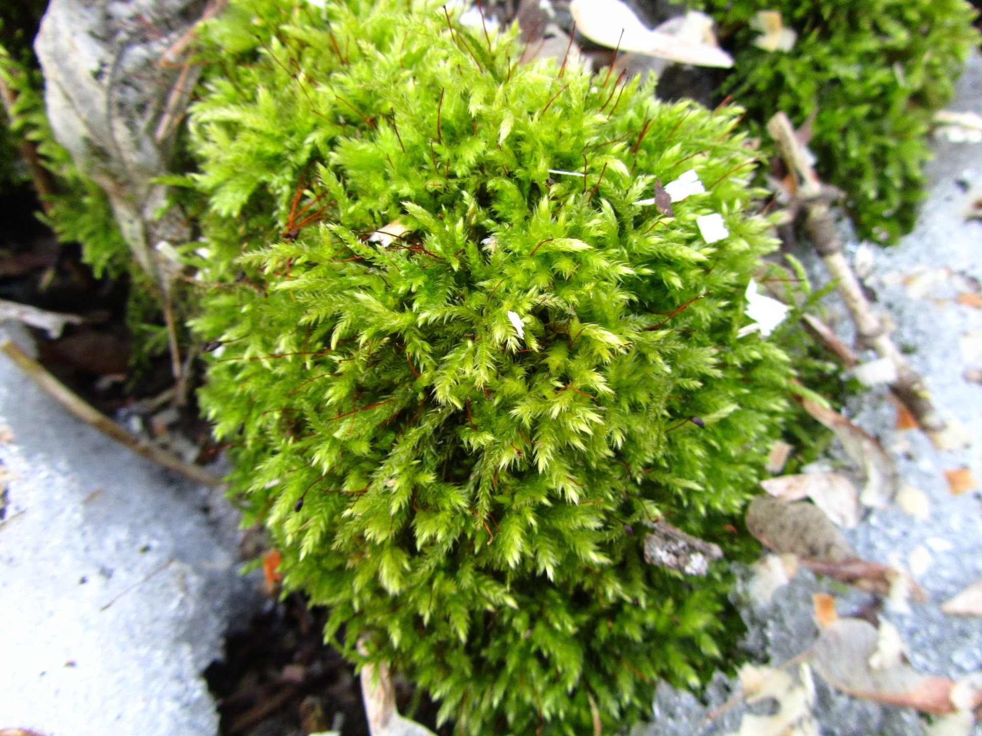 Download Nature Moss Image