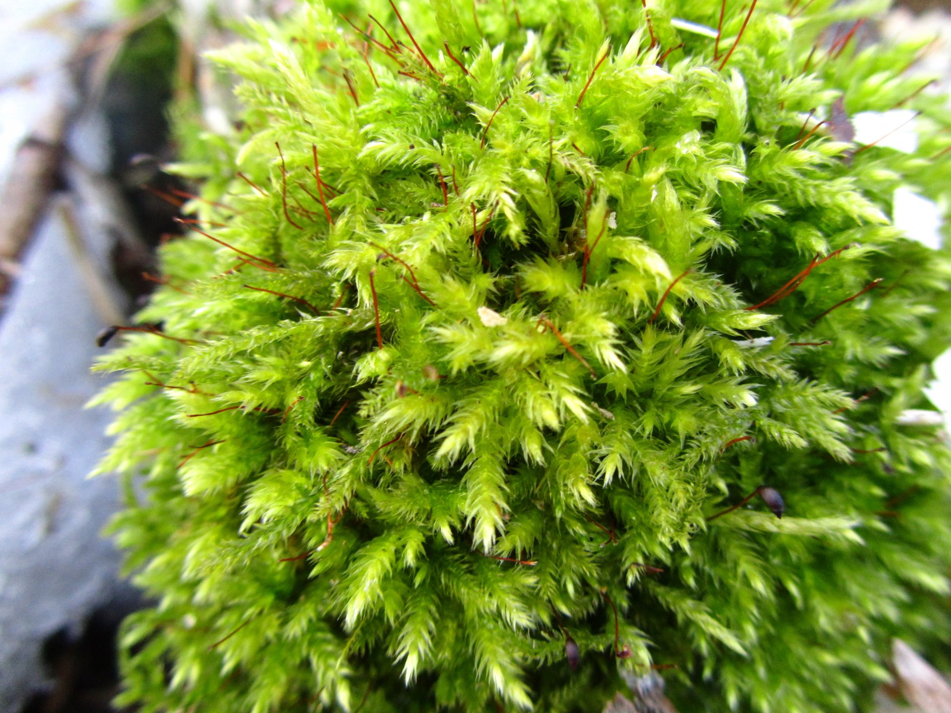 Moss Picture - Image Abyss