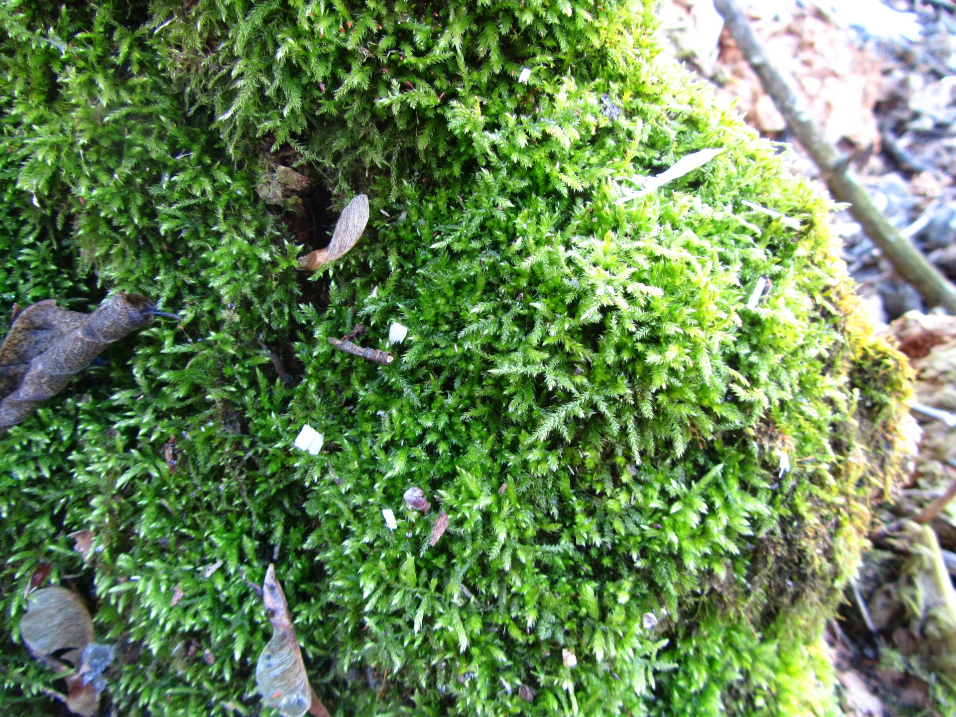 Download Nature Moss Image