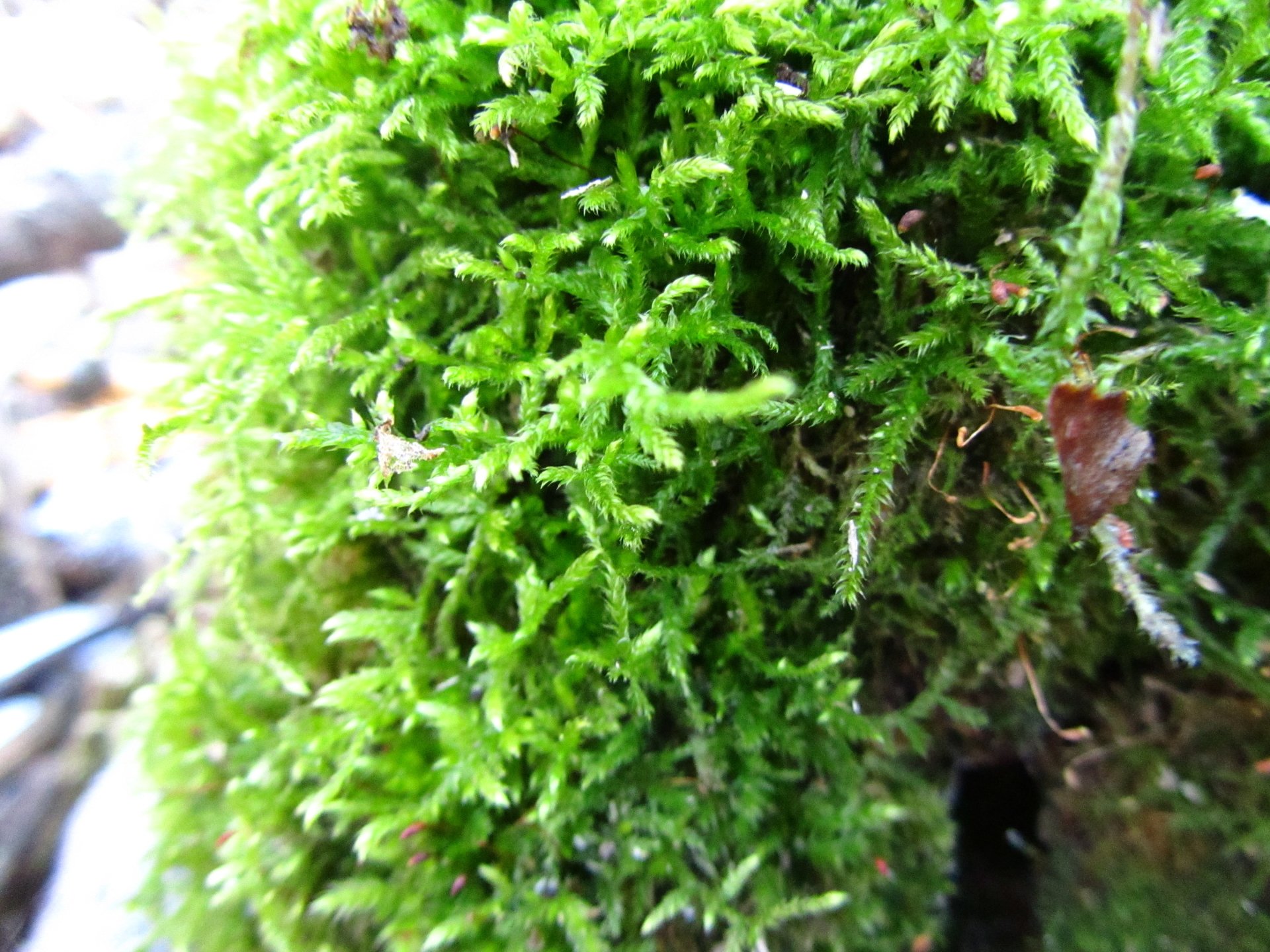 Download Nature Moss Image