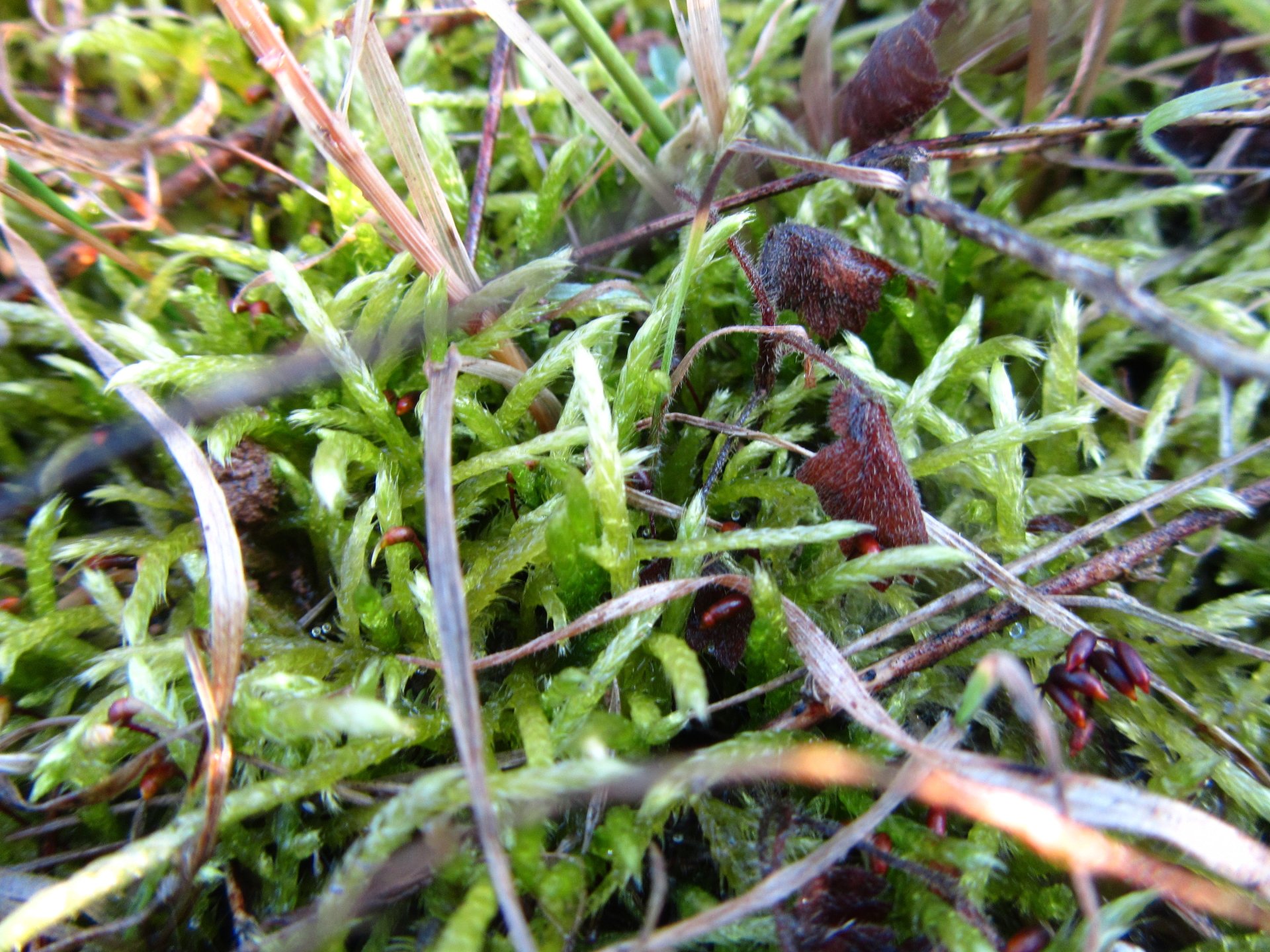 Moss Picture - Image Abyss