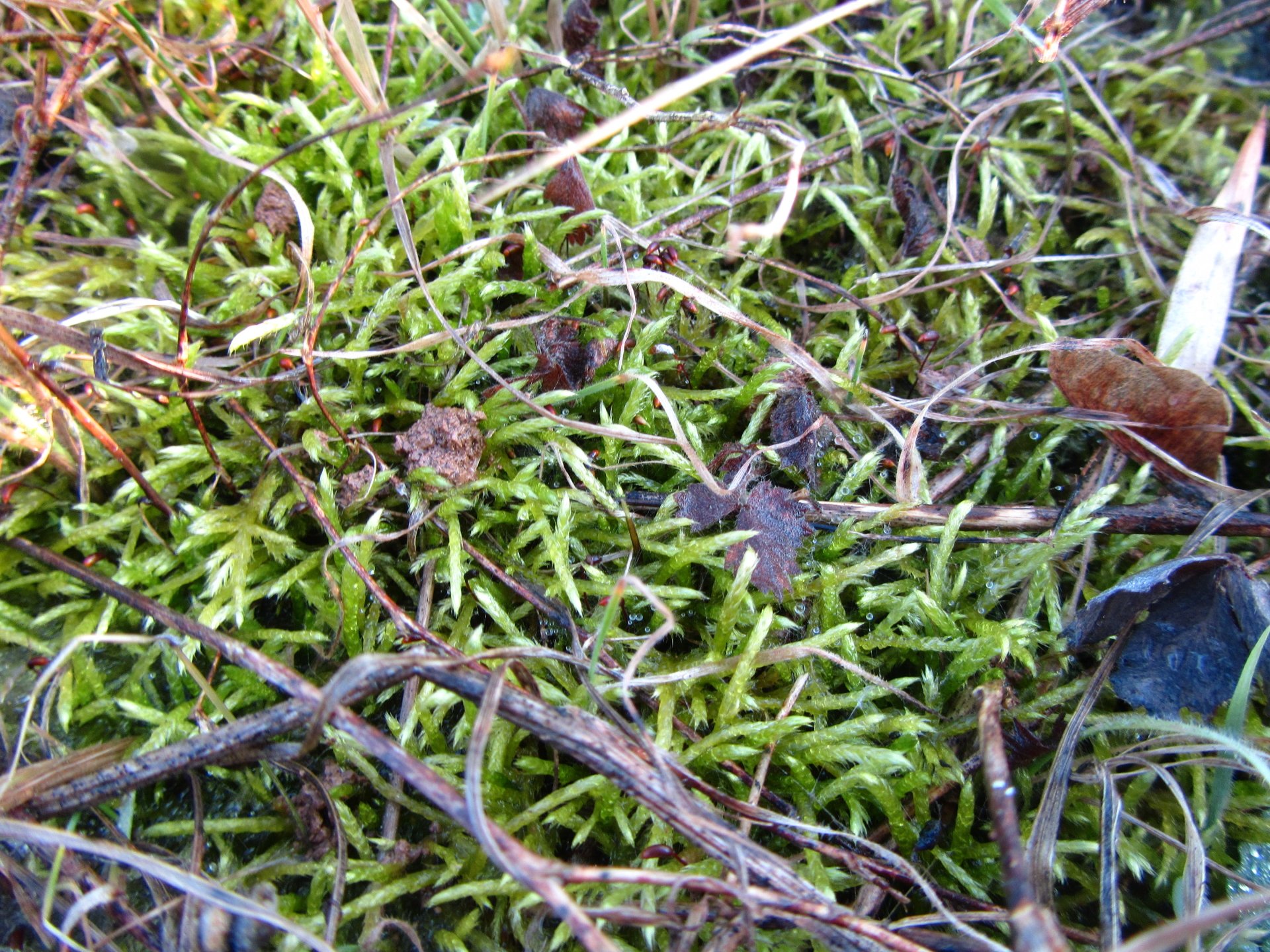 Download Nature Moss Image