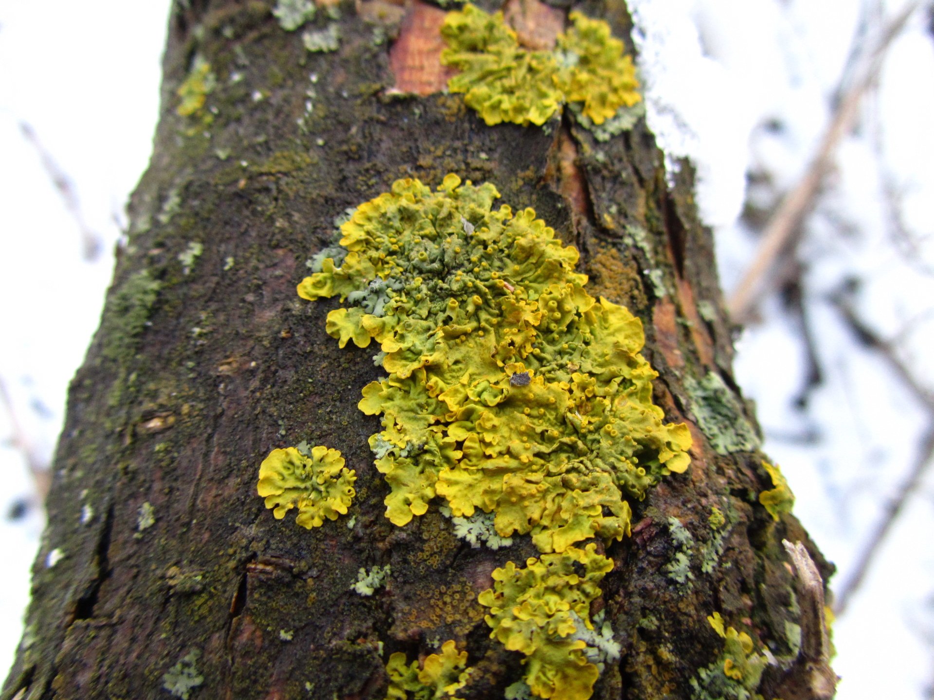 Moss Image - ID: 274378 - Image Abyss