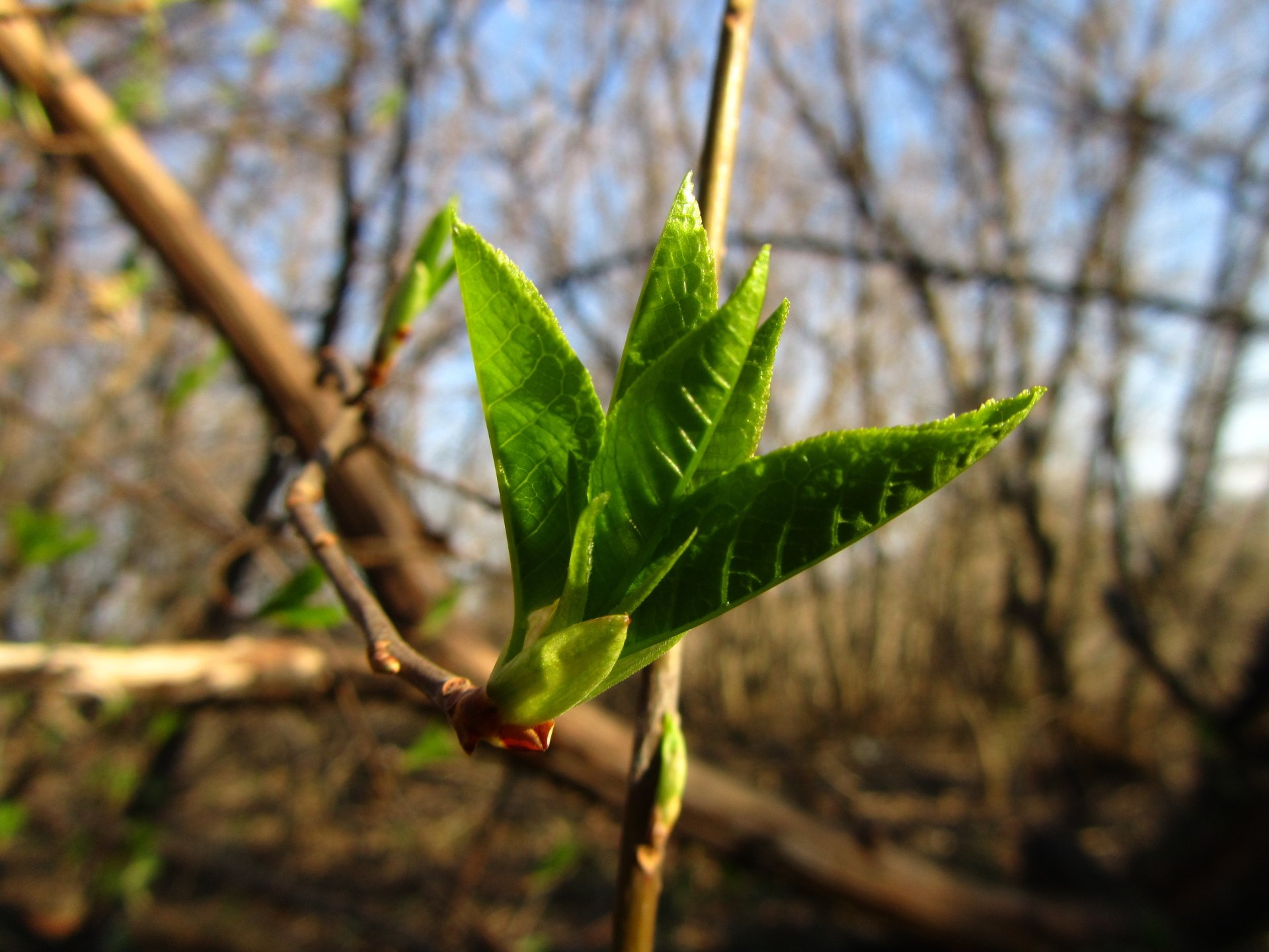 Download Nature Branch Image
