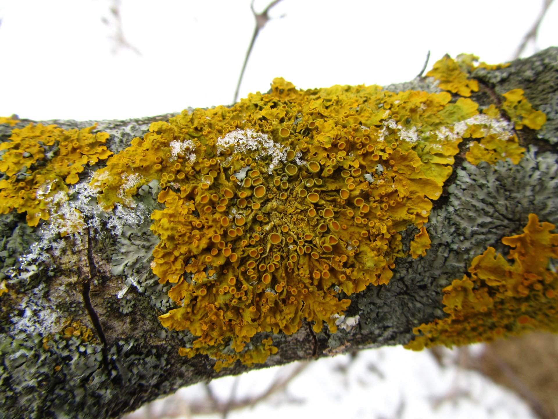 Moss Image - ID: 274528 - Image Abyss