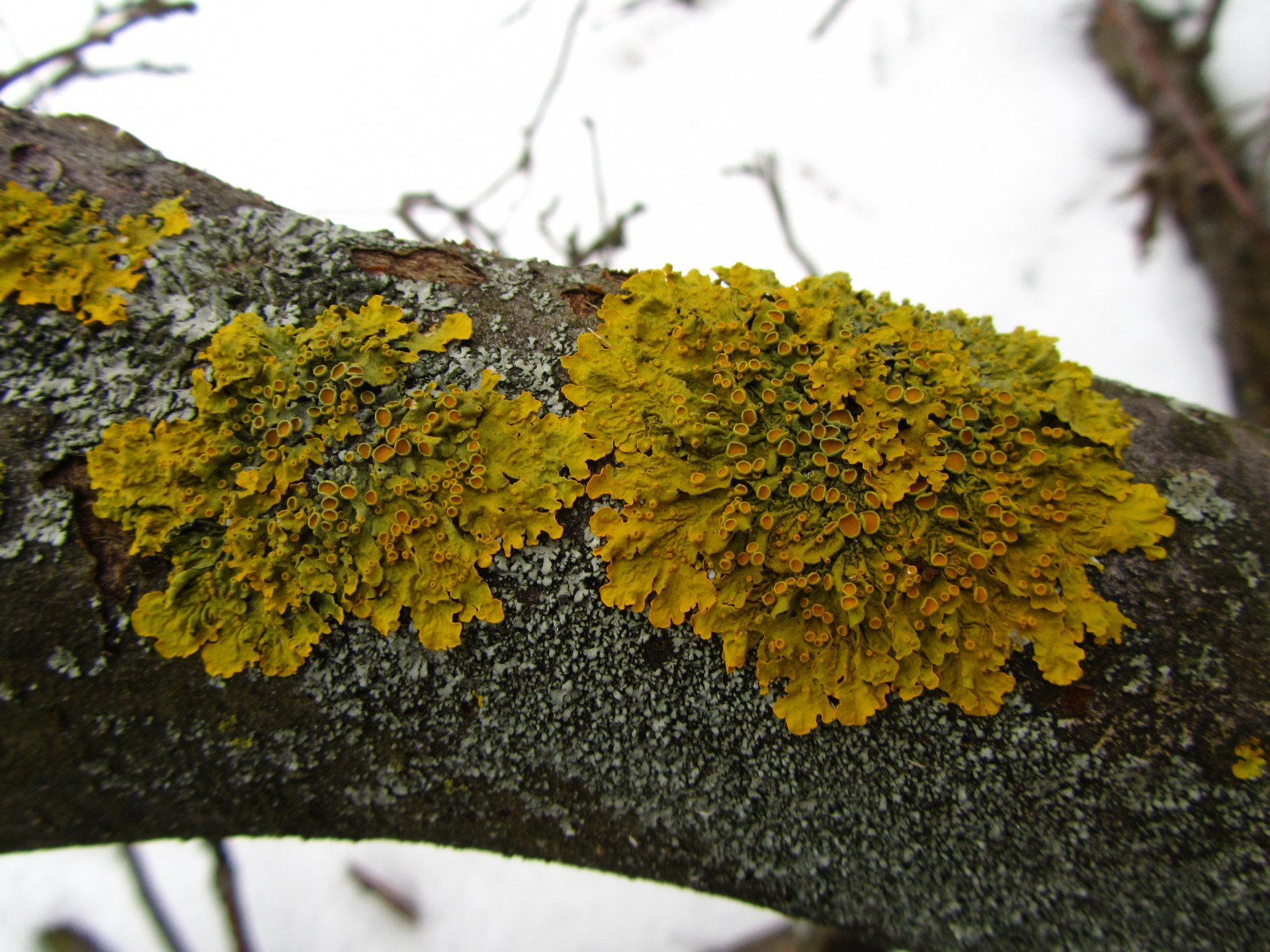 Moss Picture - Image Abyss