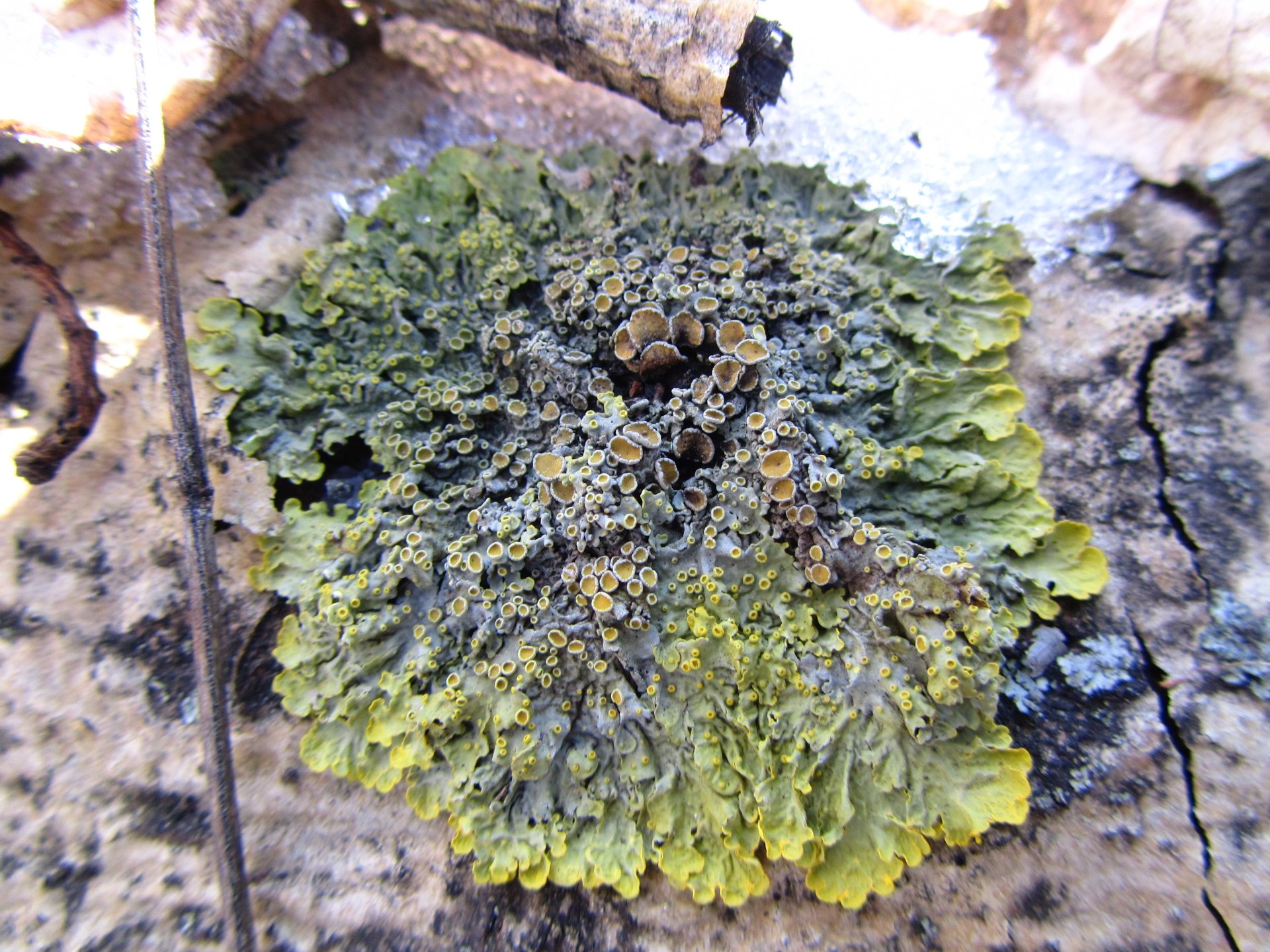 Download Nature Moss Image