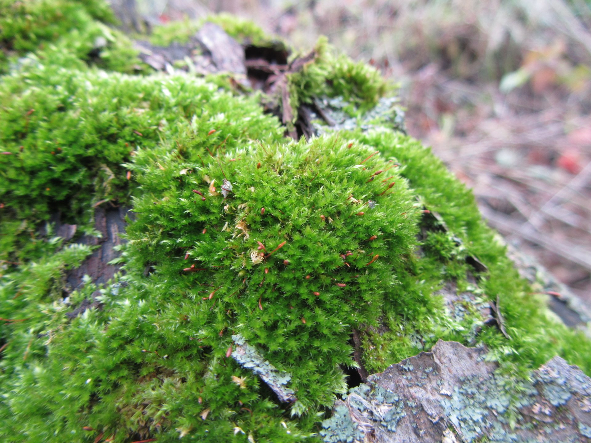 Download Nature Moss Image