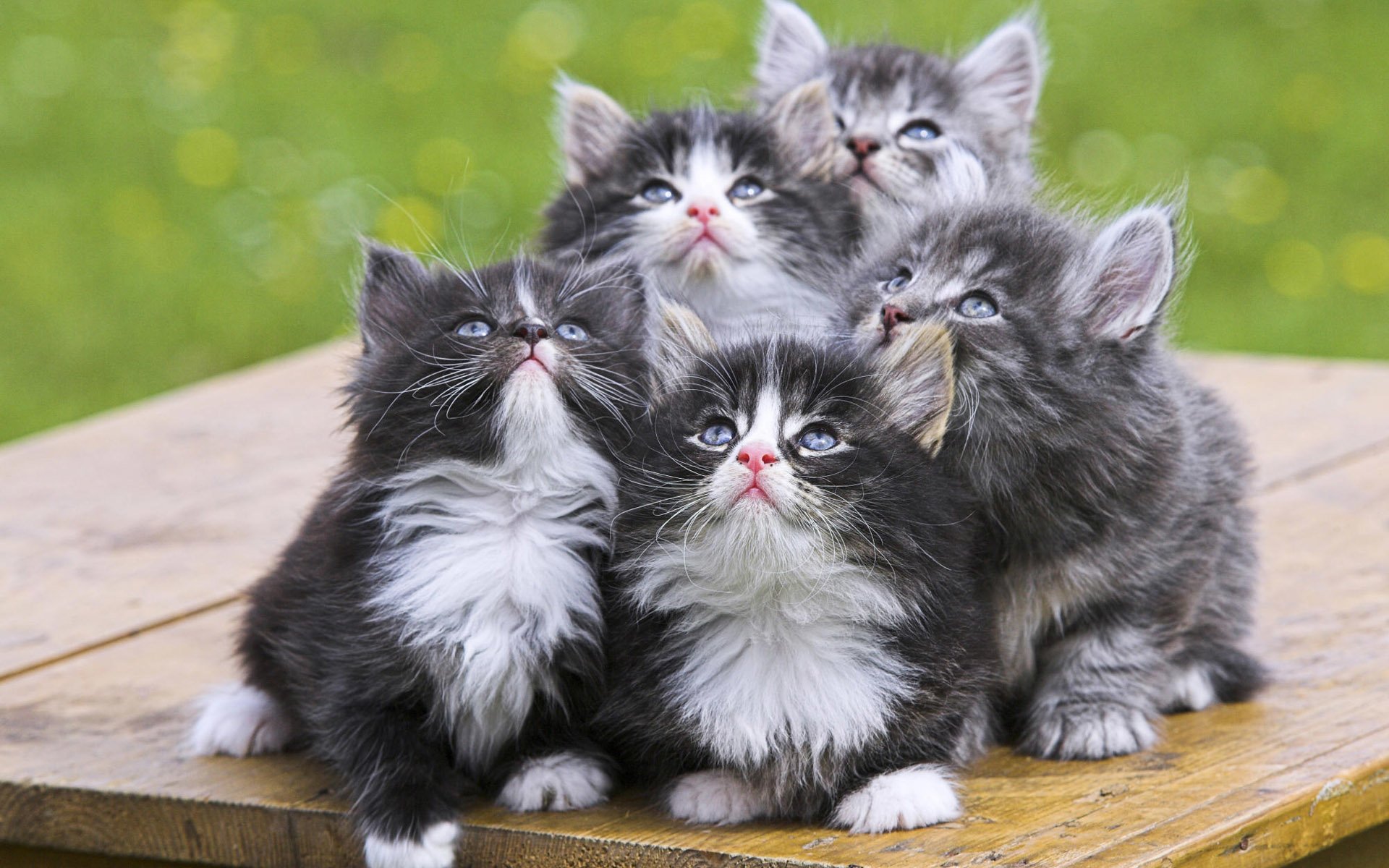 Adorable Kittens: A Furry Gathering