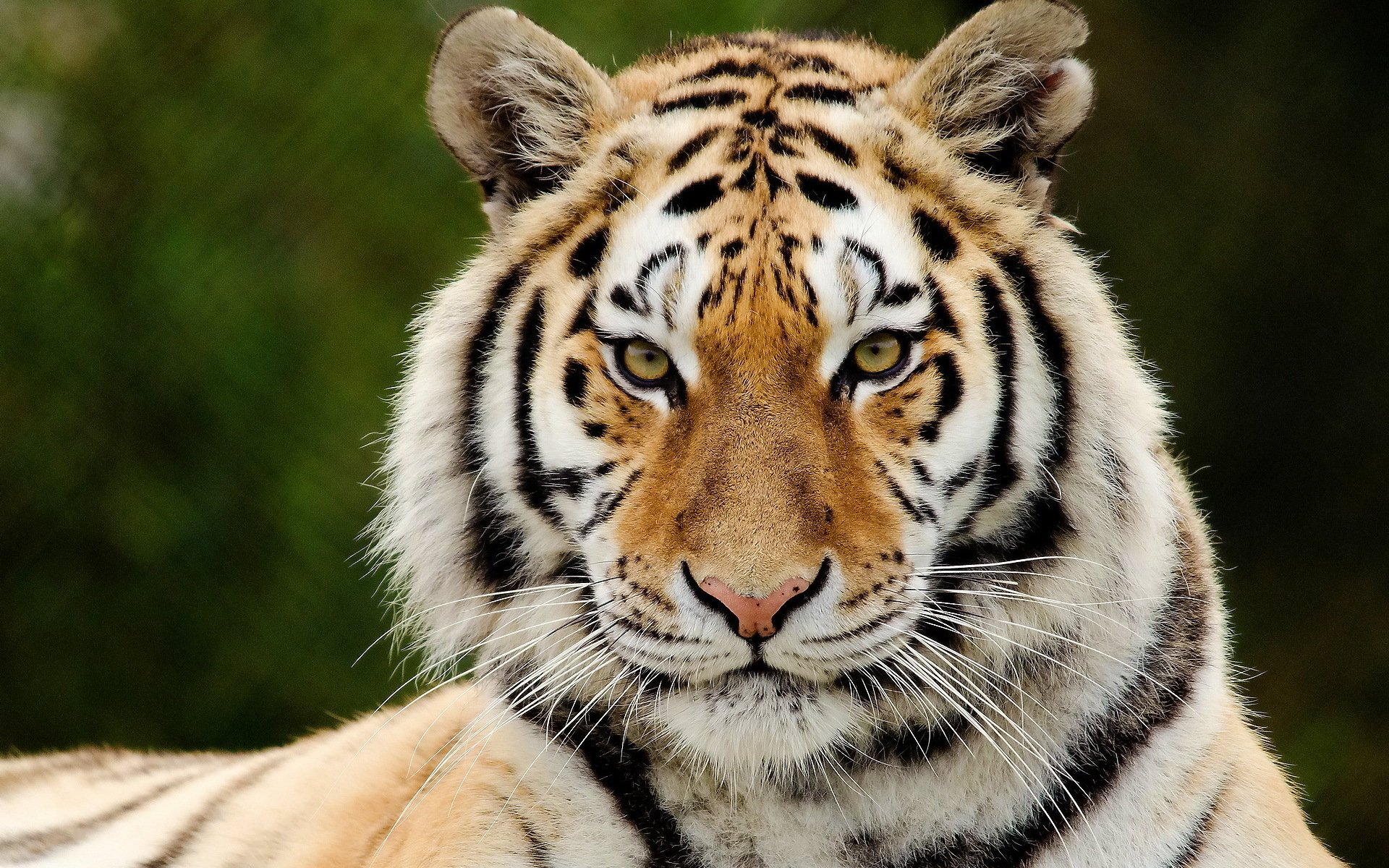 The Majestic Tiger: Nature's Striped Predator