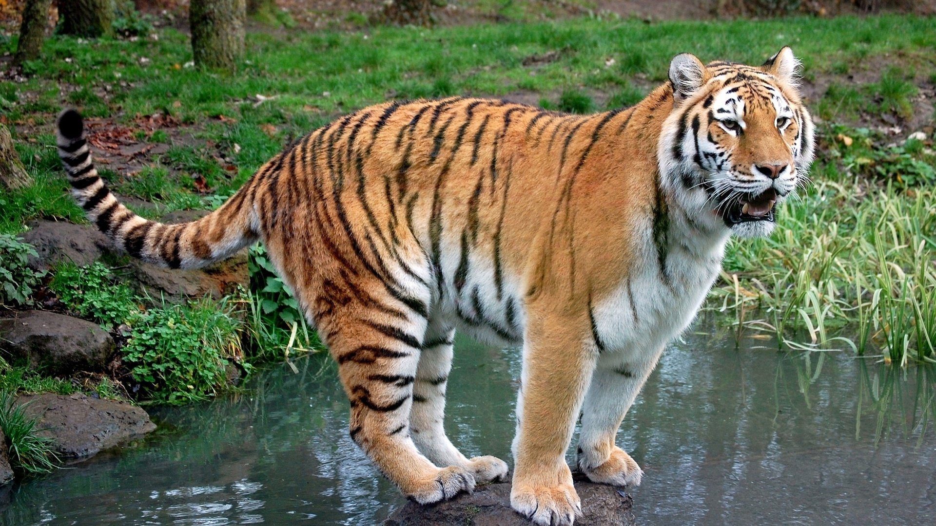 Majestic Tiger by the Water