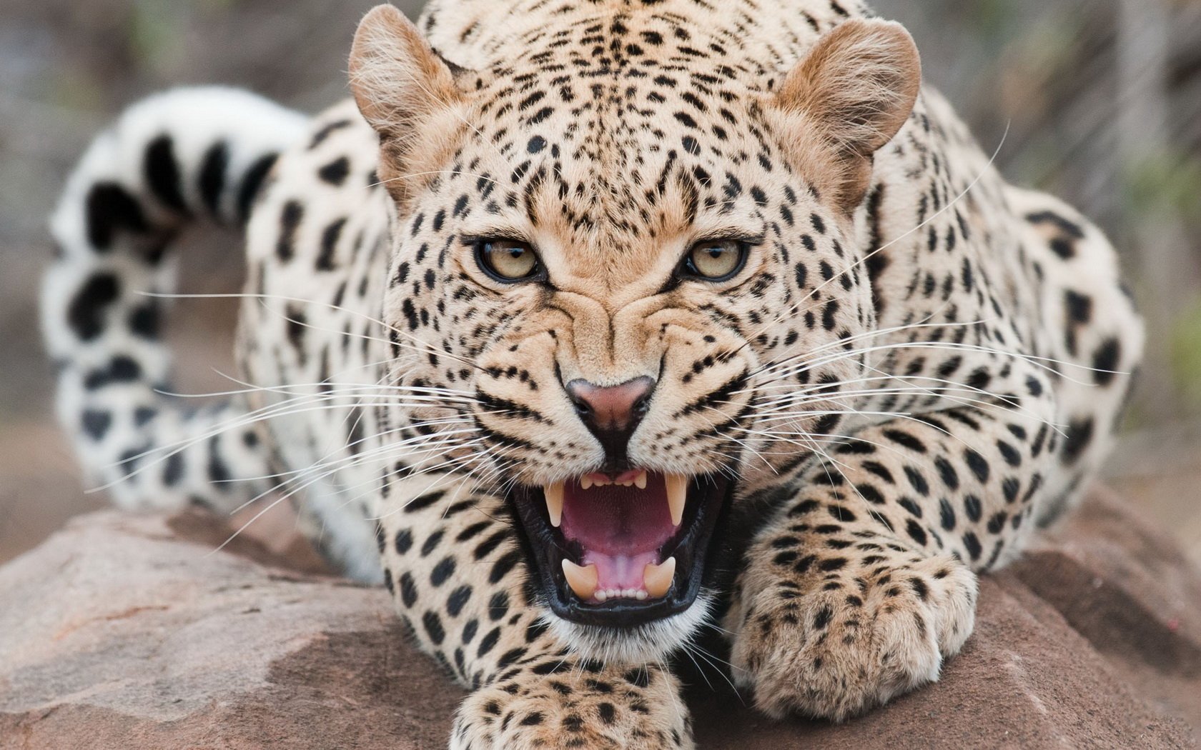 Angry leopard Image - ID: 274970 - Image Abyss