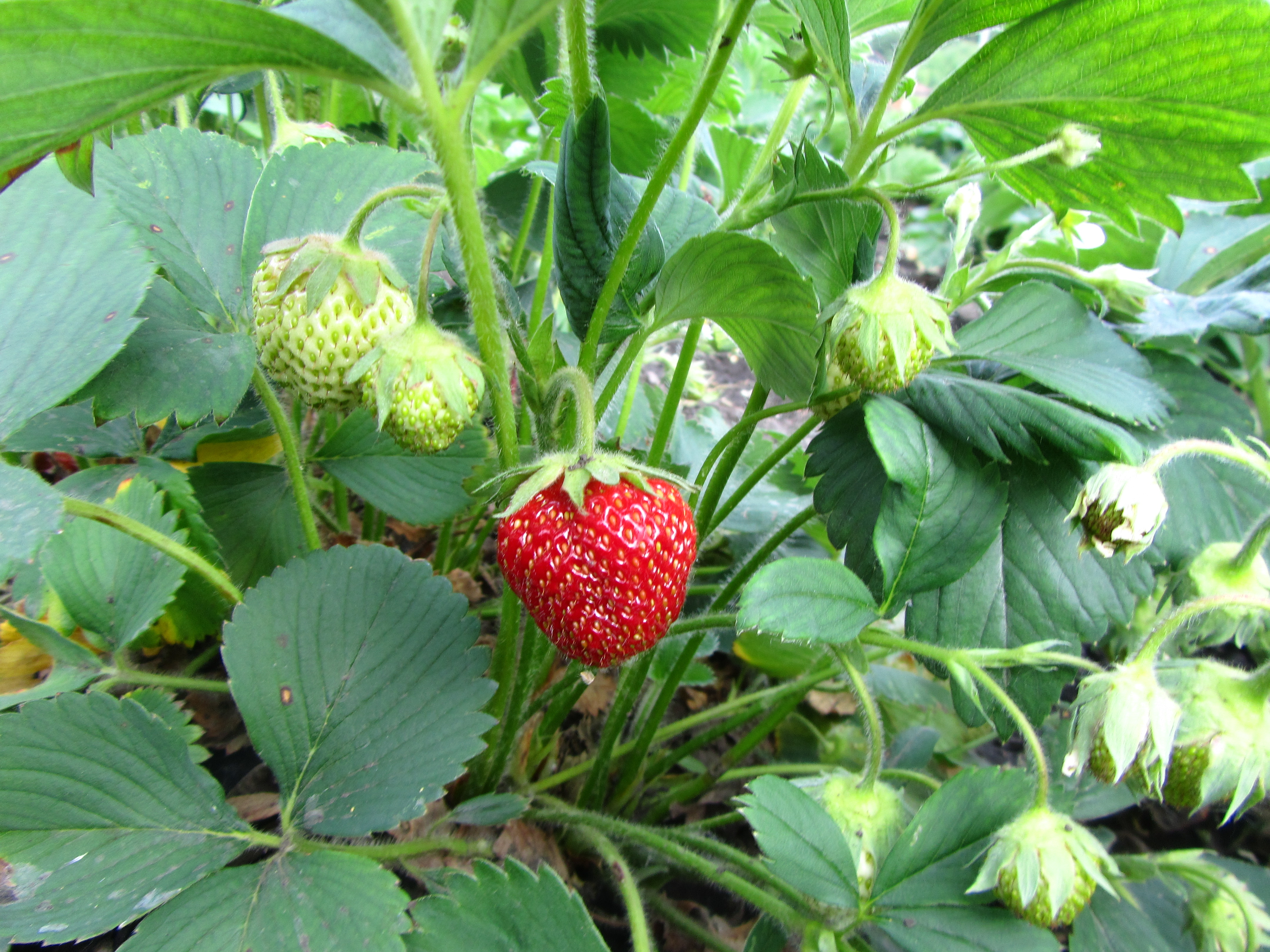 Fresh Strawberries Growing: Nature’s Juicy Delight by Vergilius