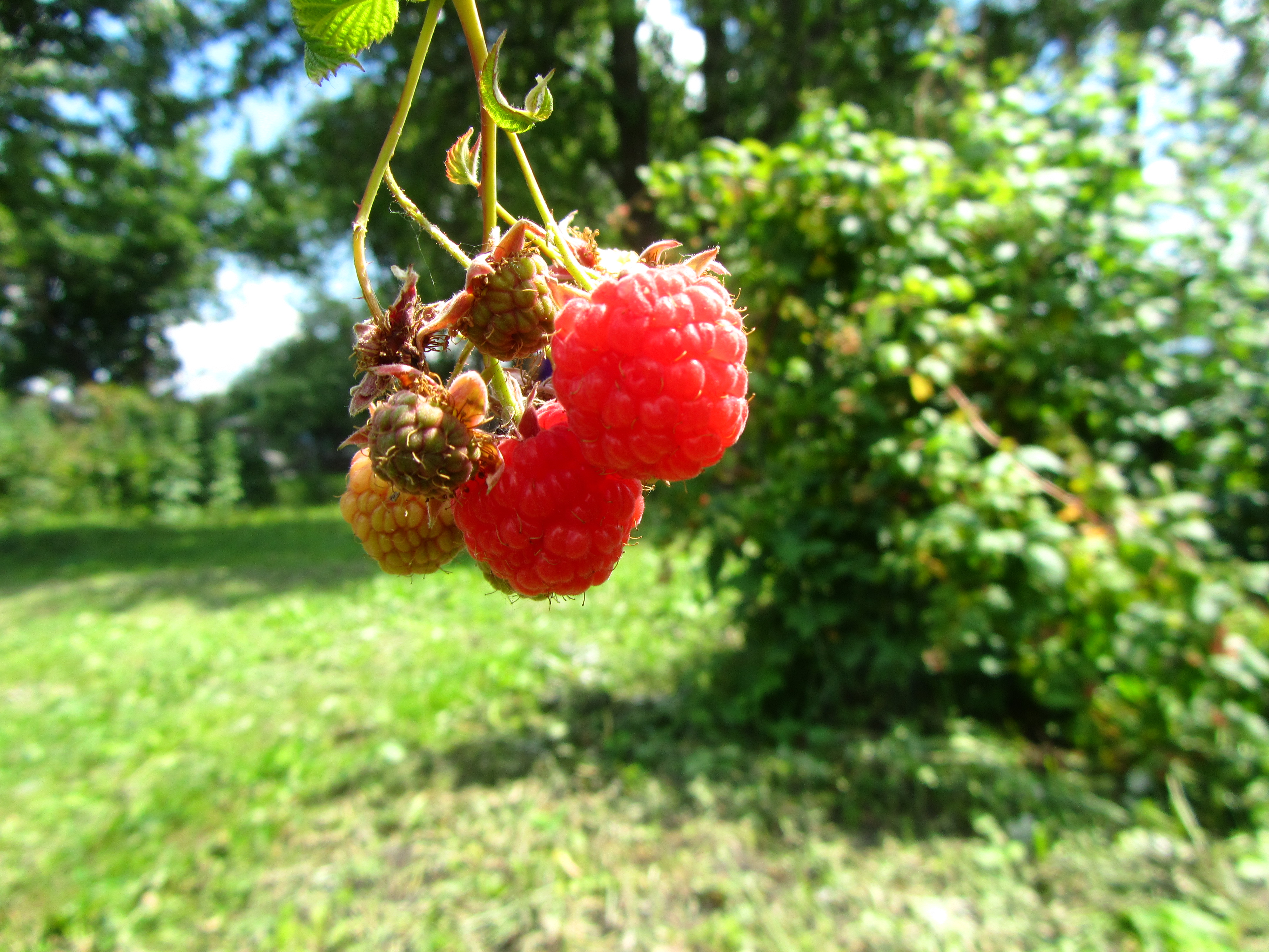 Download Food Raspberry Image by Vergilius