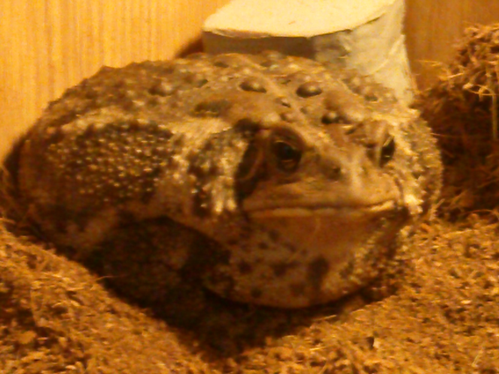 My Pet Toad by TorinoGT