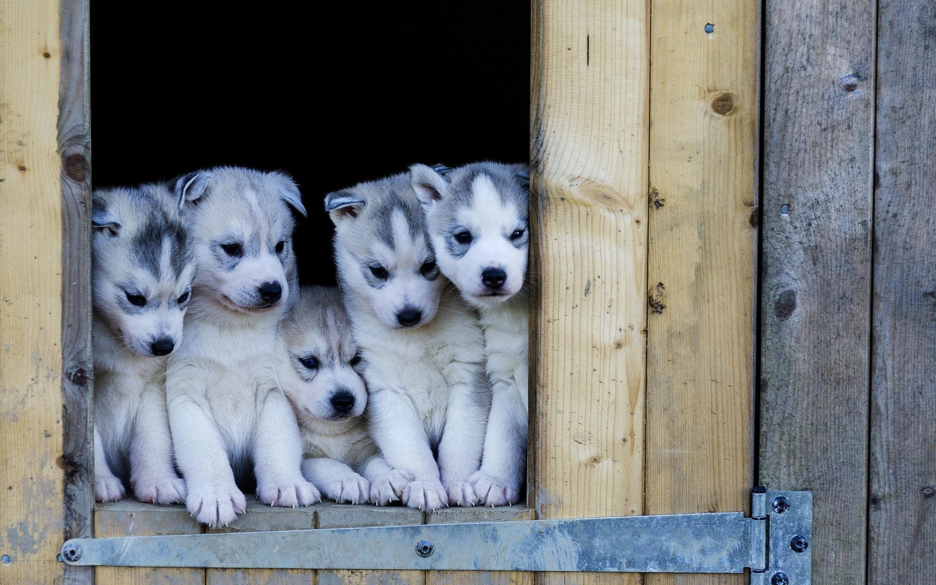 Cute Puppies Peeking from the Door