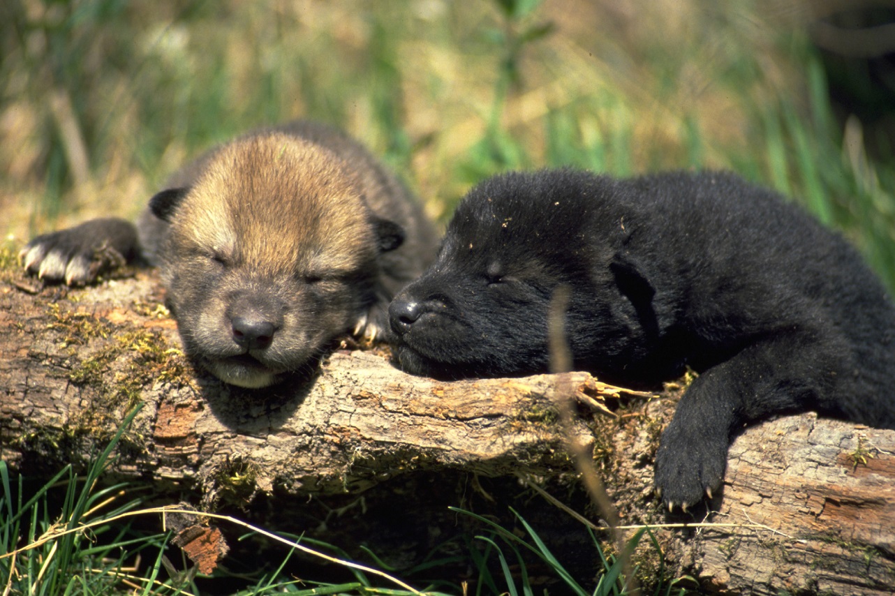Wolf Pups - Image Abyss