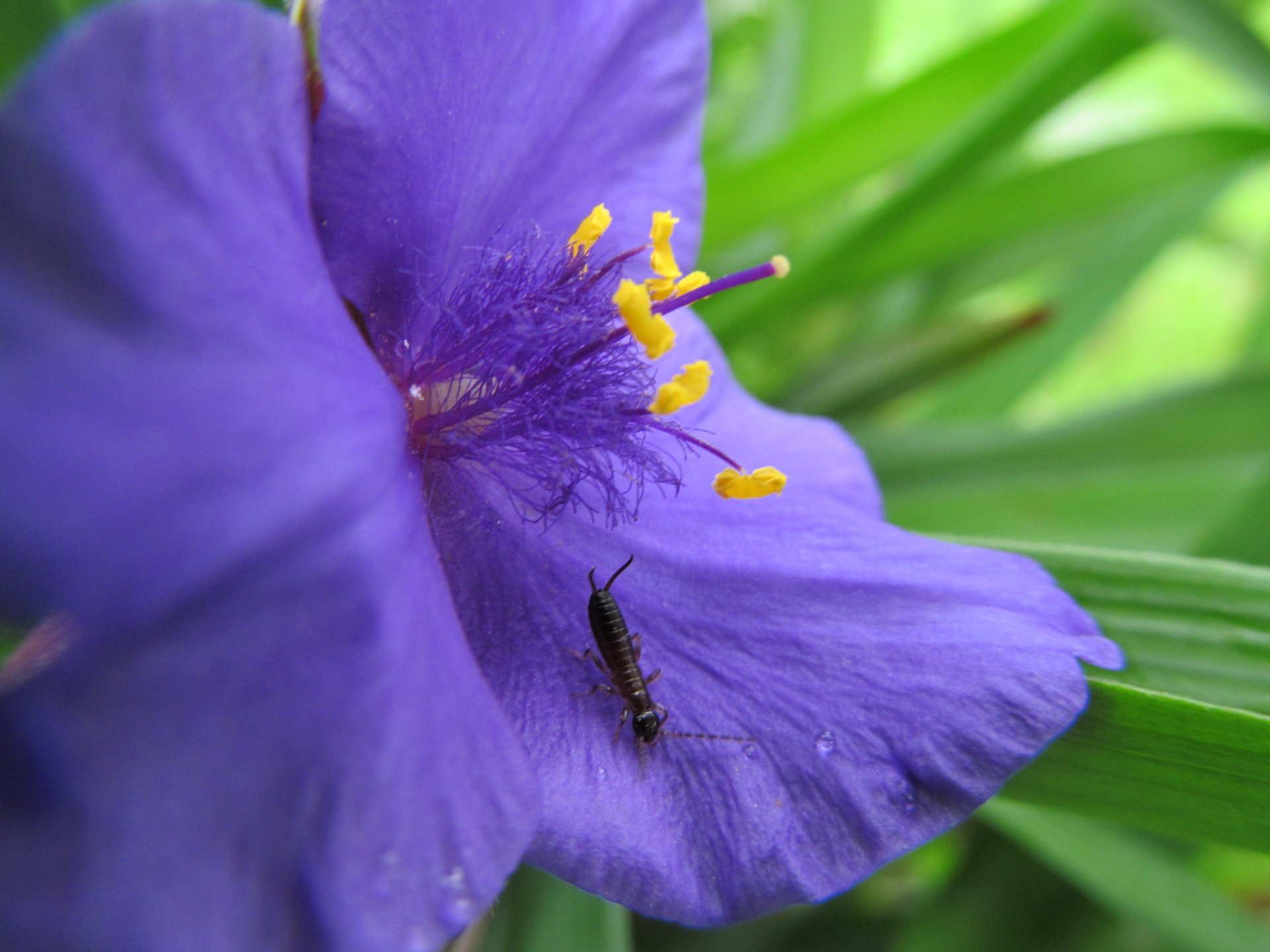 modrina by AlphaSystem