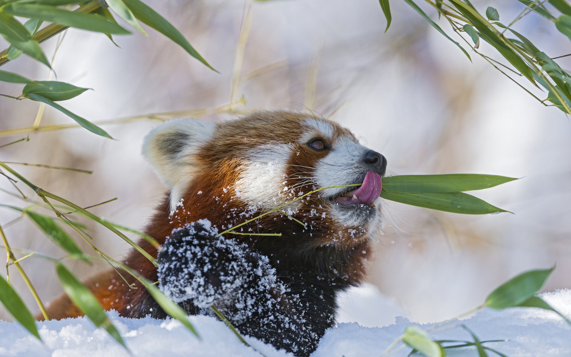 Red Panda Image - ID: 275052 - Image Abyss