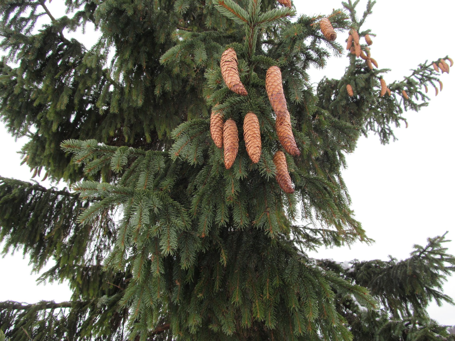 Download Nature Spruce Image