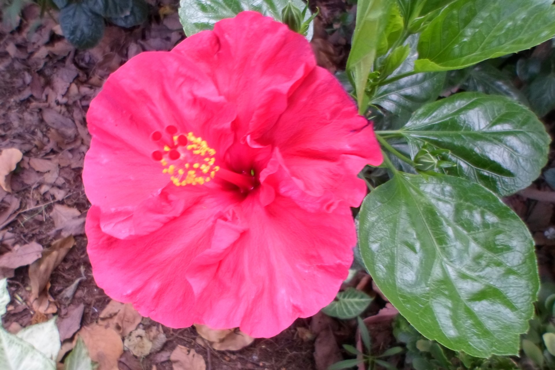 Hibiscus - Desktop Wallpapers, Phone Wallpaper, PFP, Gifs, and More!