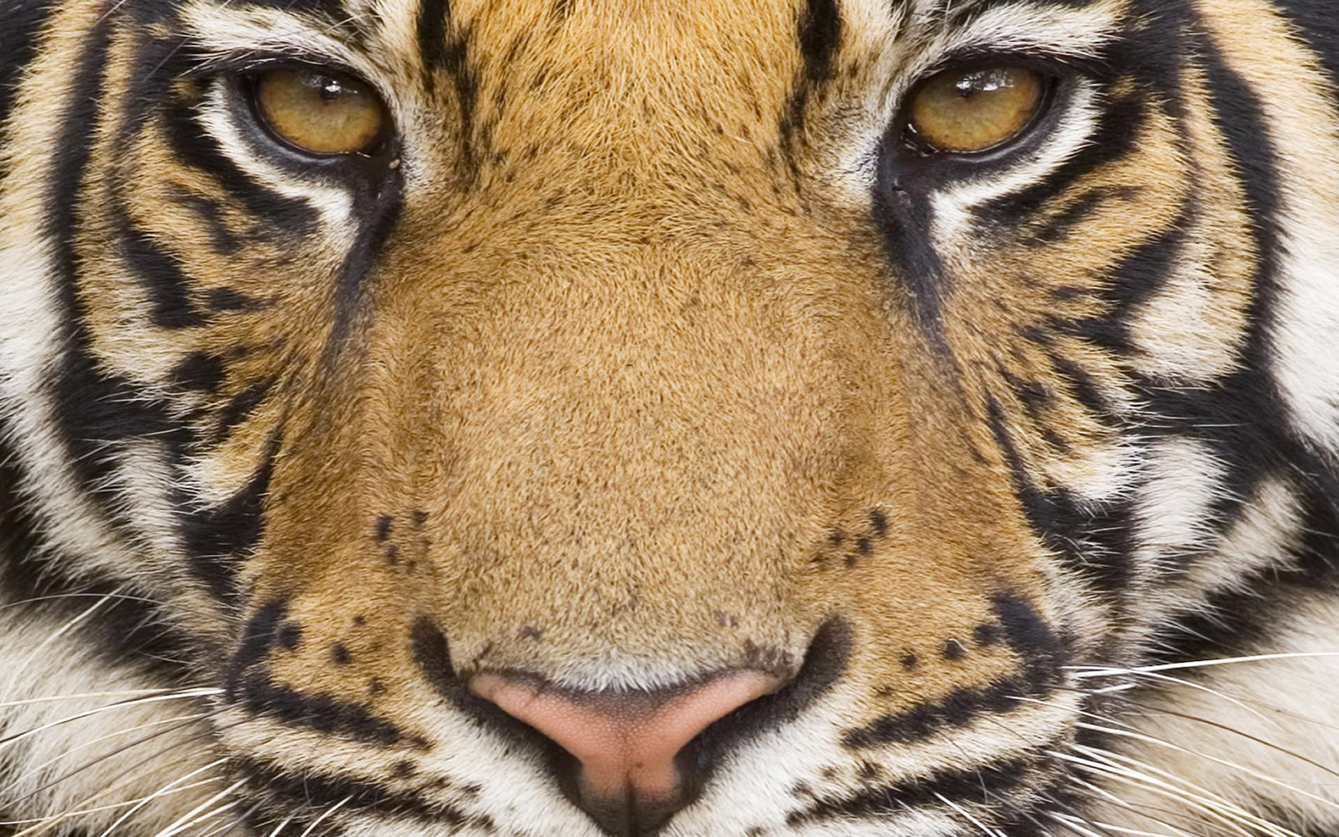 Majestic Tiger: The Face of the Wild