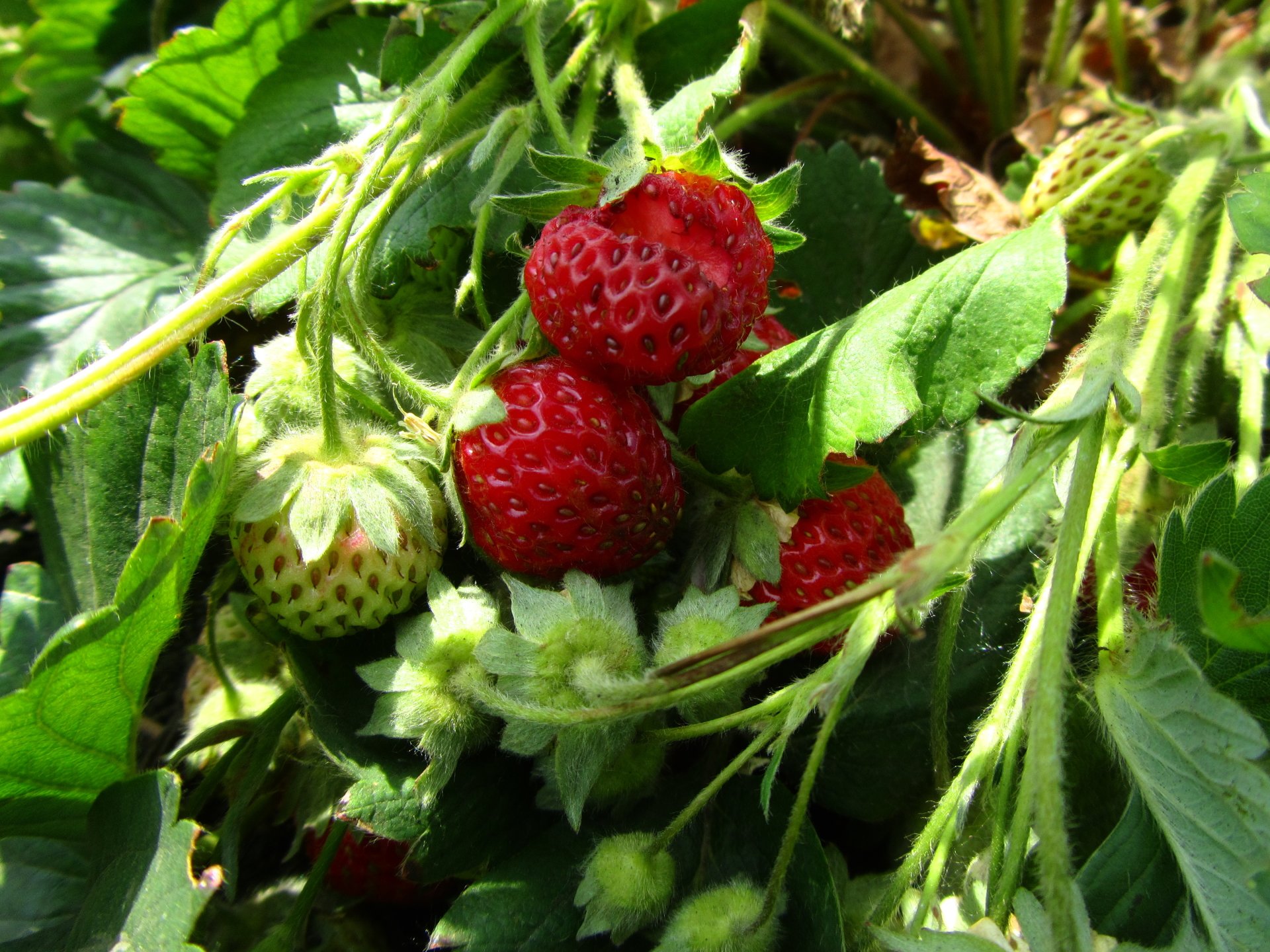 Fresh Strawberries Ready to Pick by Vergilius