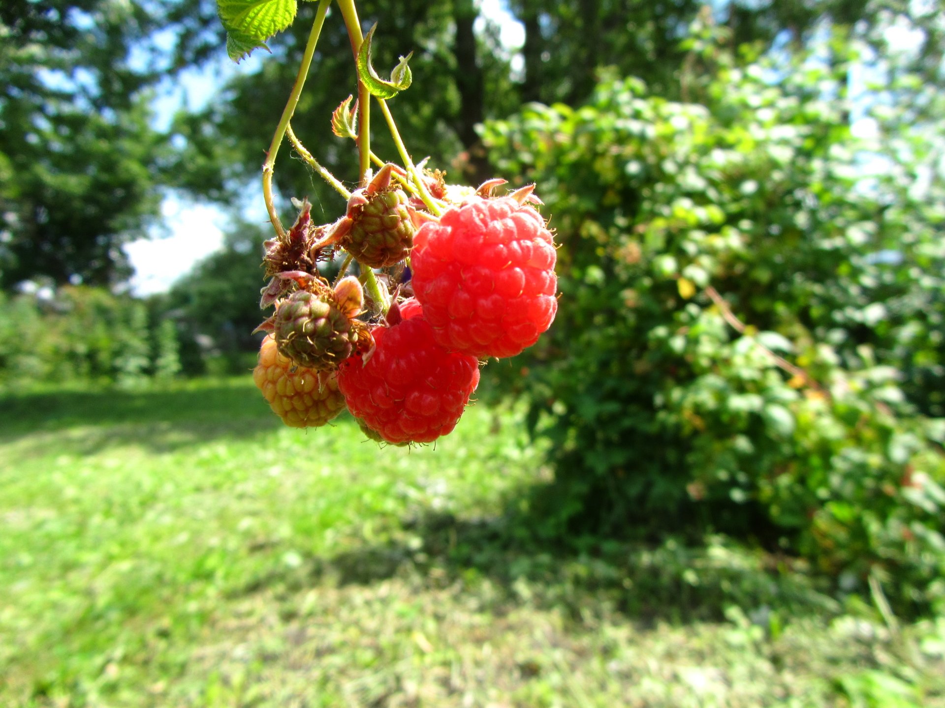 Raspberry Image - ID: 275280 - Image Abyss