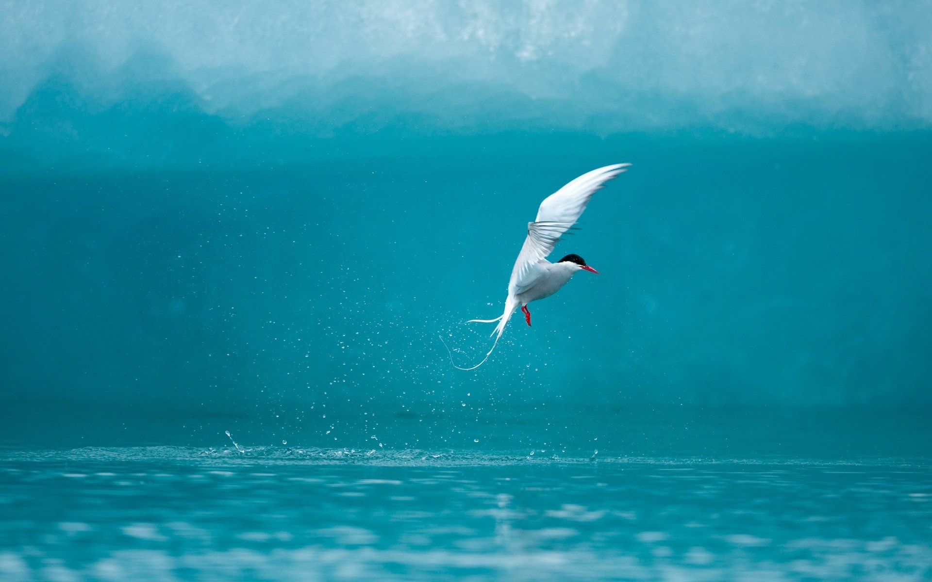 Arctic Tern - Desktop Wallpapers, Phone Wallpaper, PFP, Gifs, and More!