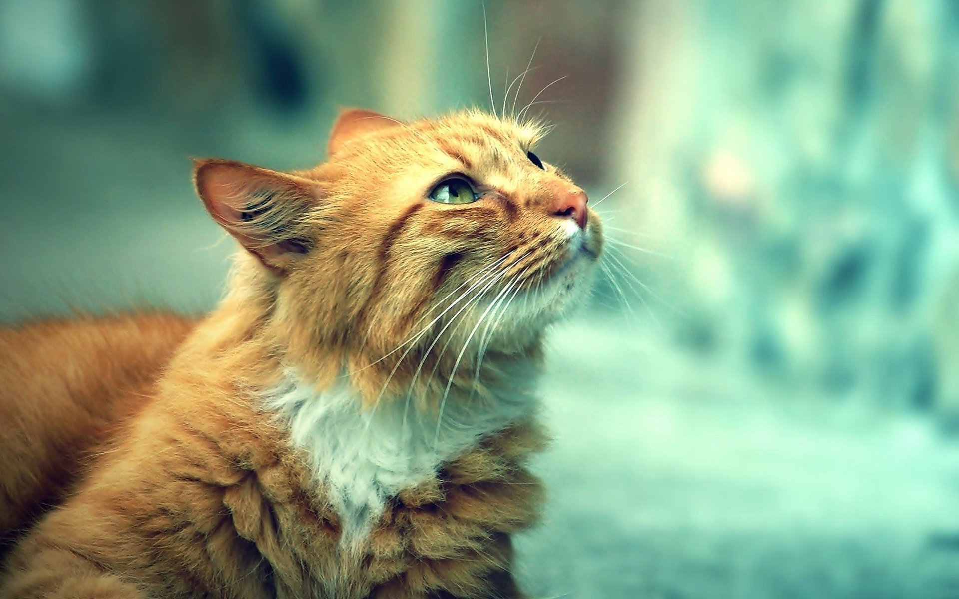 Download Animal Cat Image