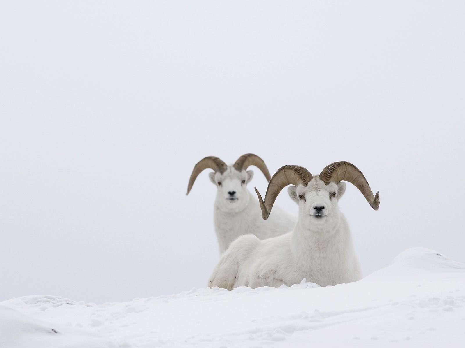 Sheep - Desktop Wallpapers, Phone Wallpaper, PFP, Gifs, and More!