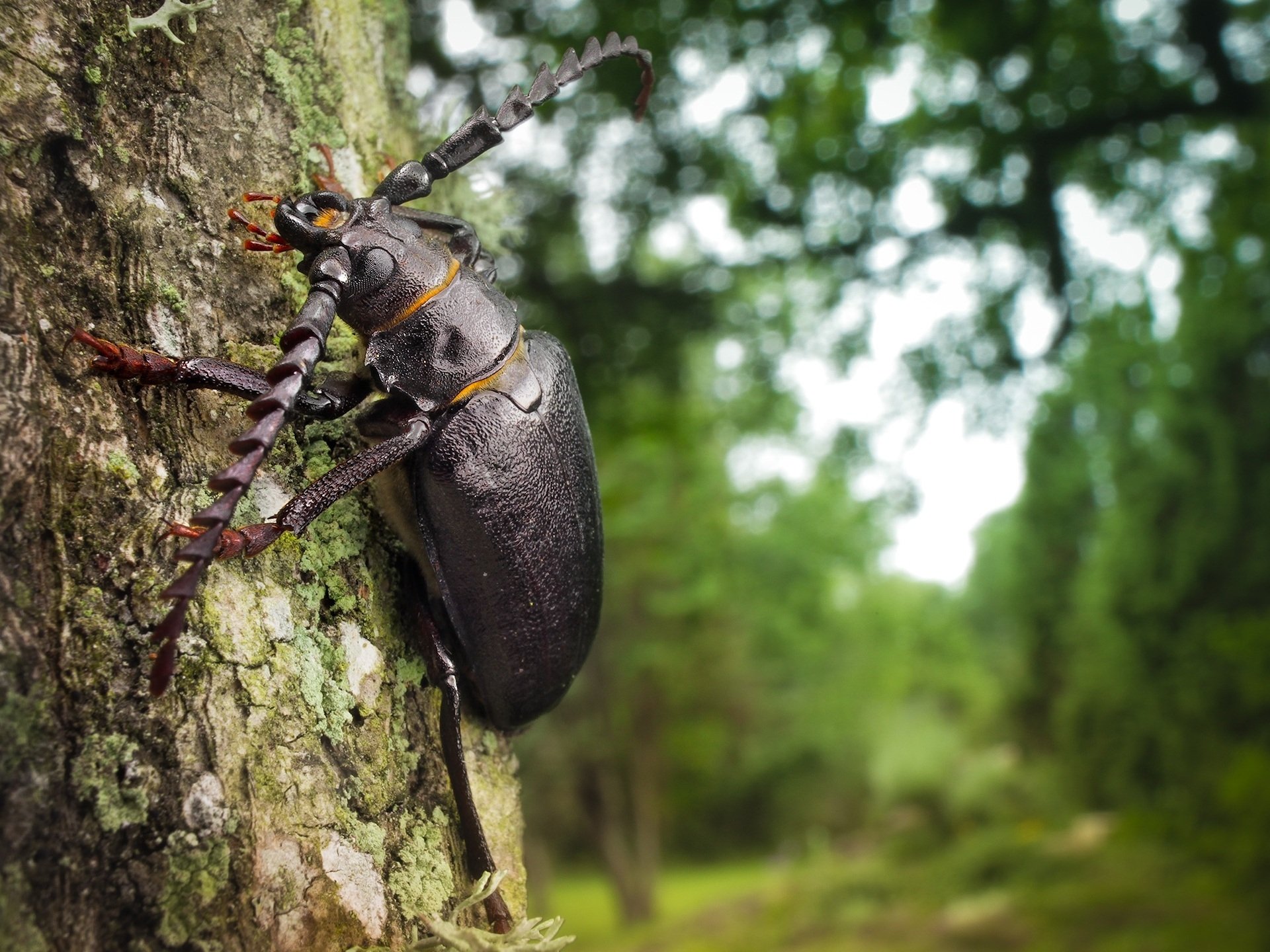 Download Close-up Bokeh Insect Animal Beetle Image