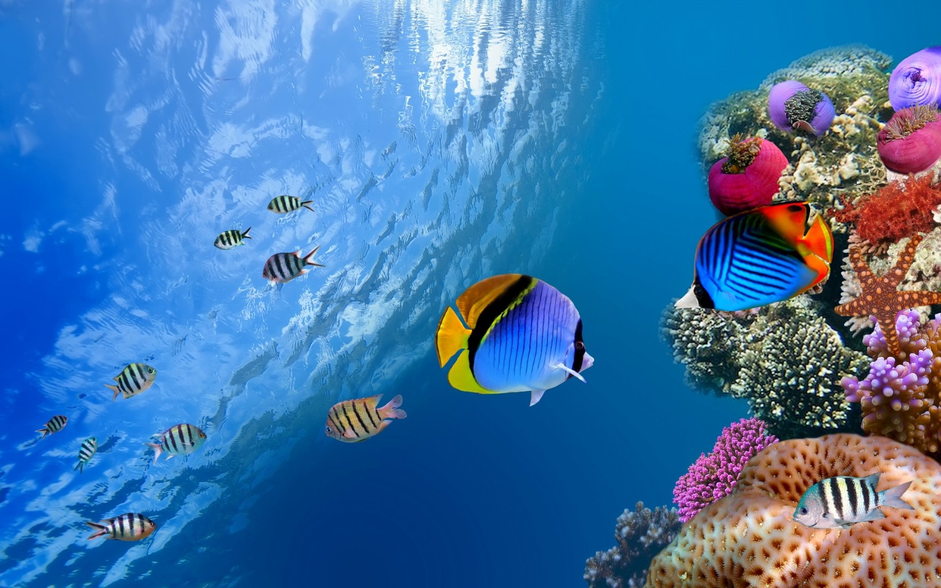 Vibrant Underwater World: A Colorful Fish Showcase