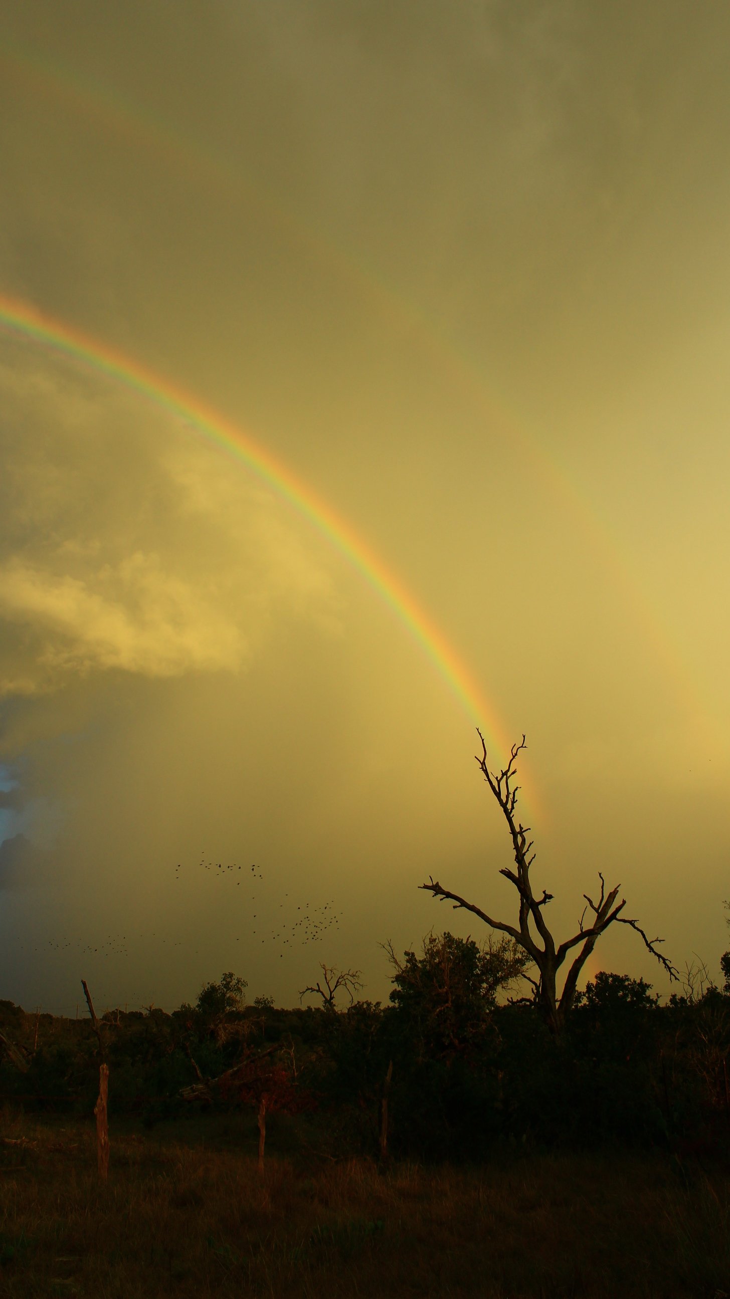 rainbow Image - ID: 275800 - Image Abyss