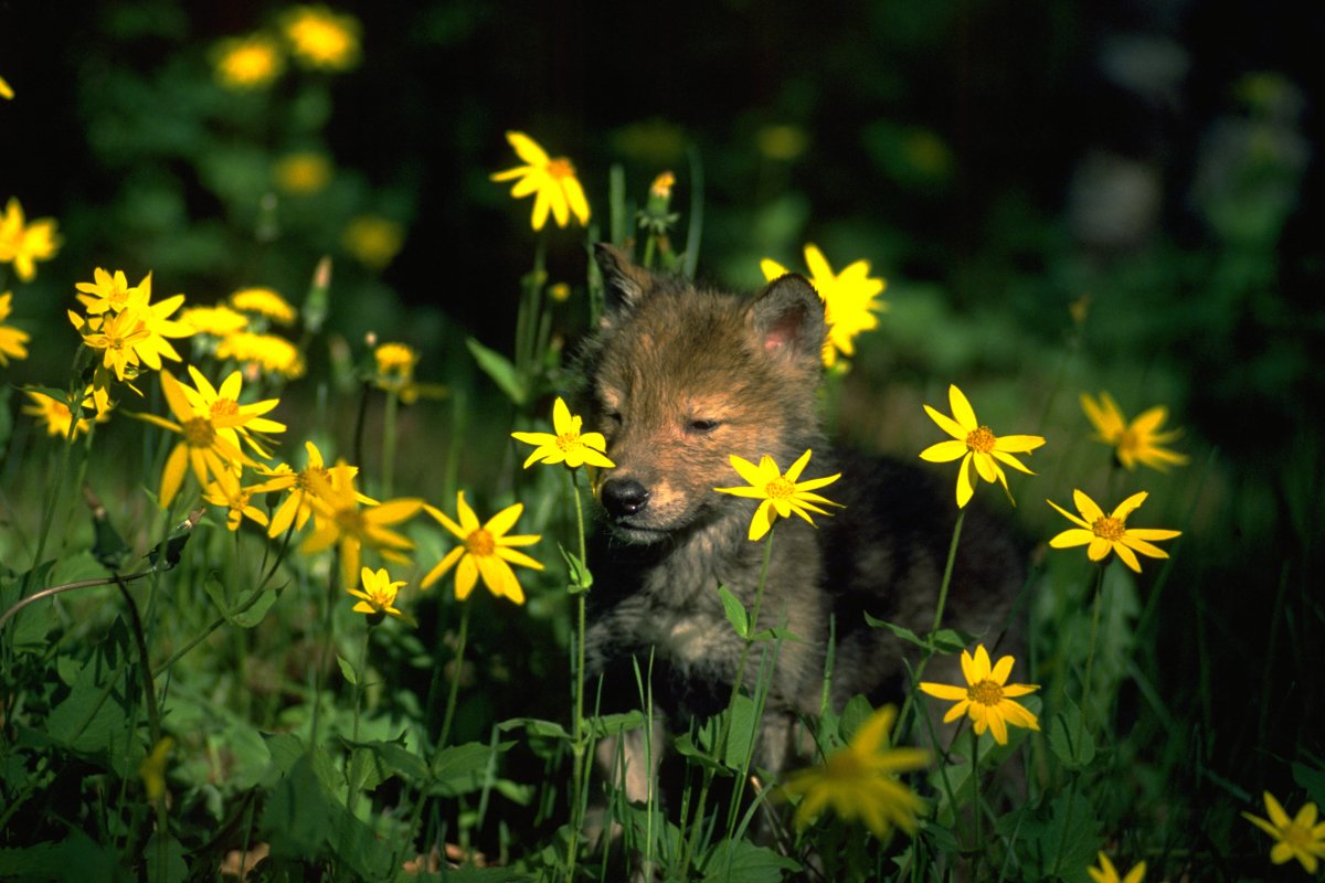 Download Yellow Flower Baby Animal Flower Cub Animal Wolf Image