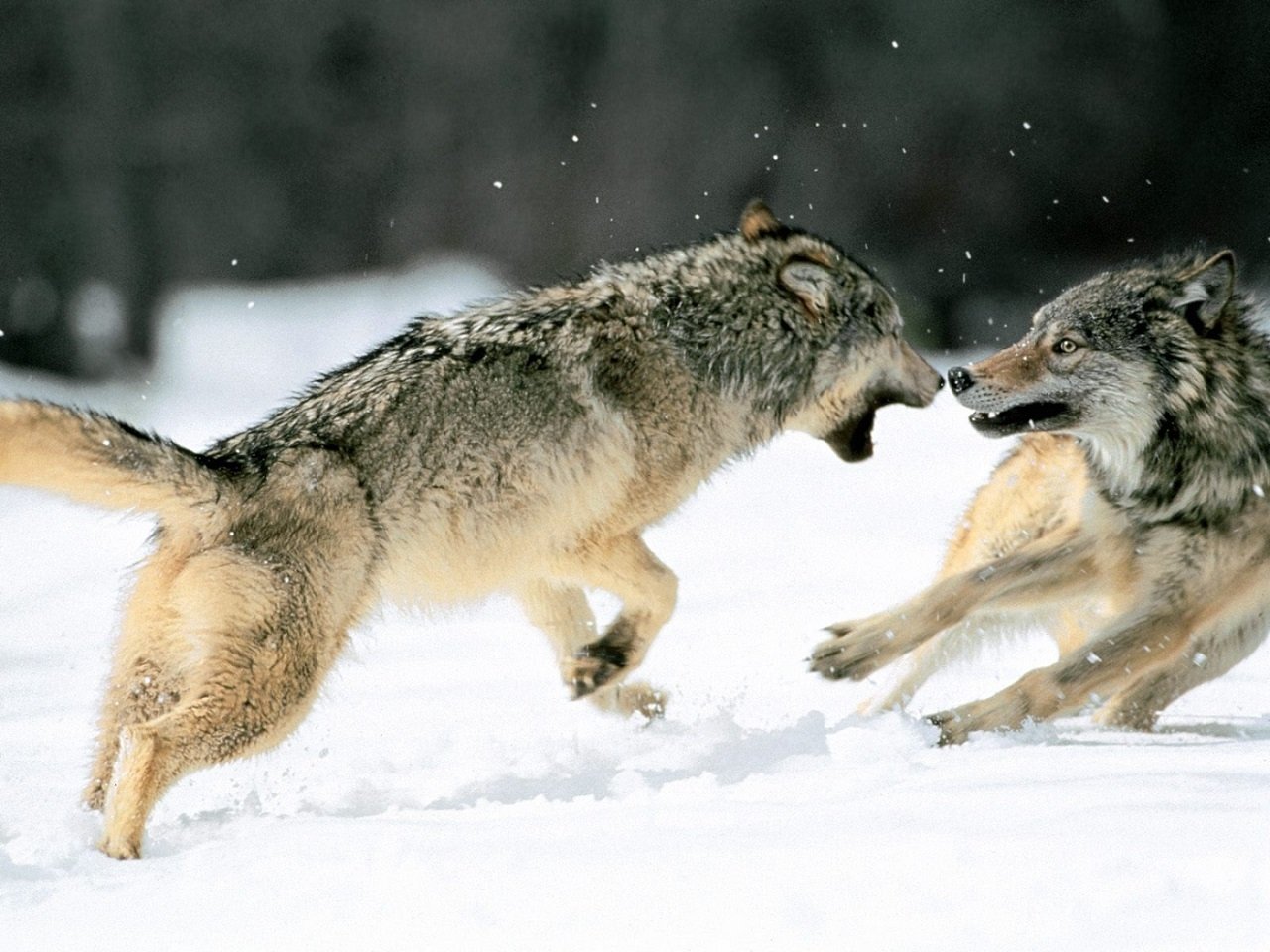 Wolves Playing Image - ID: 275895 - Image Abyss