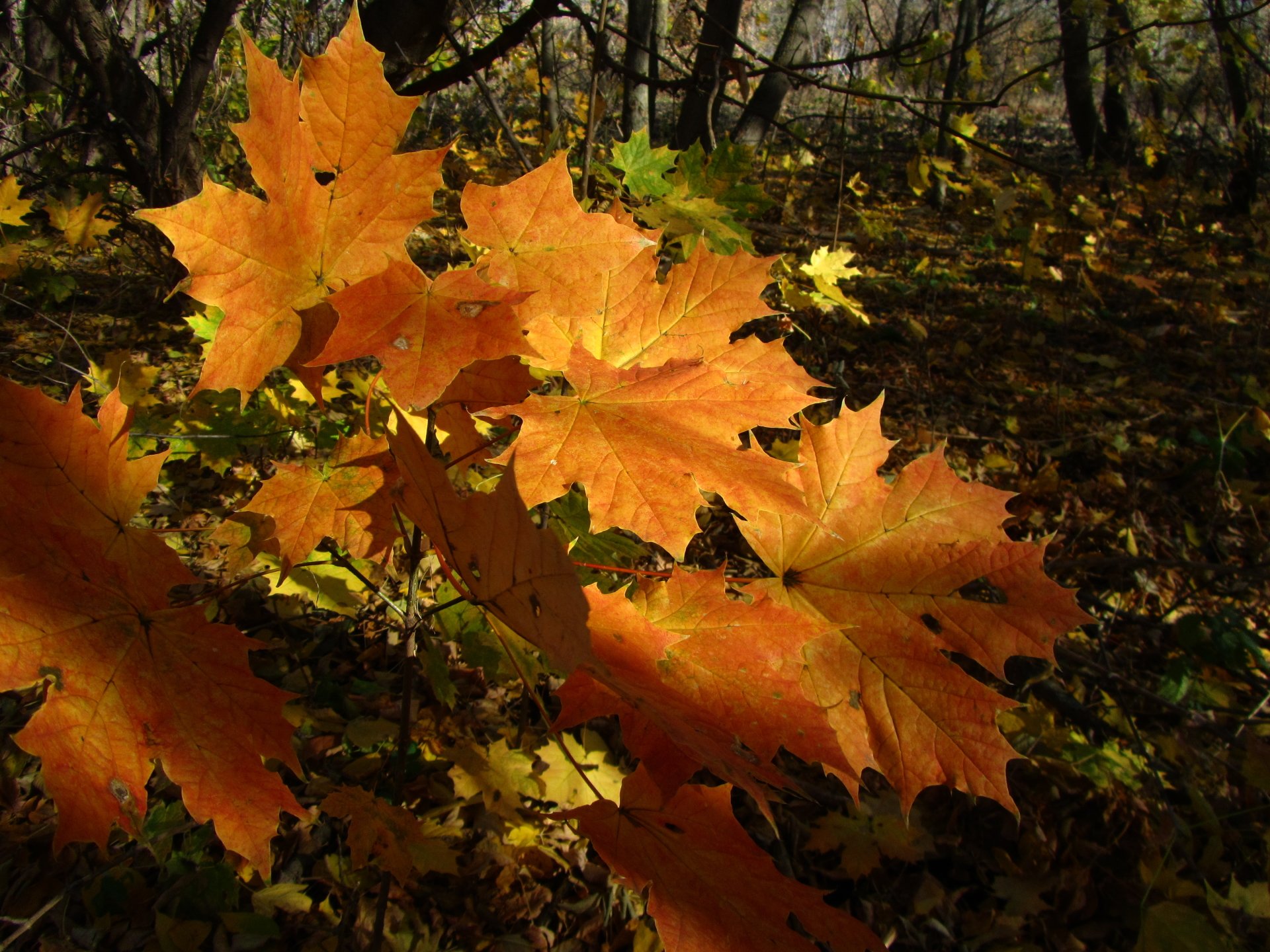 Download Nature Leaf Image
