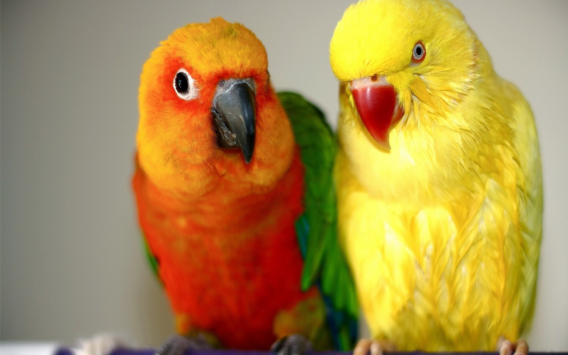 Download Animal Parrot Image