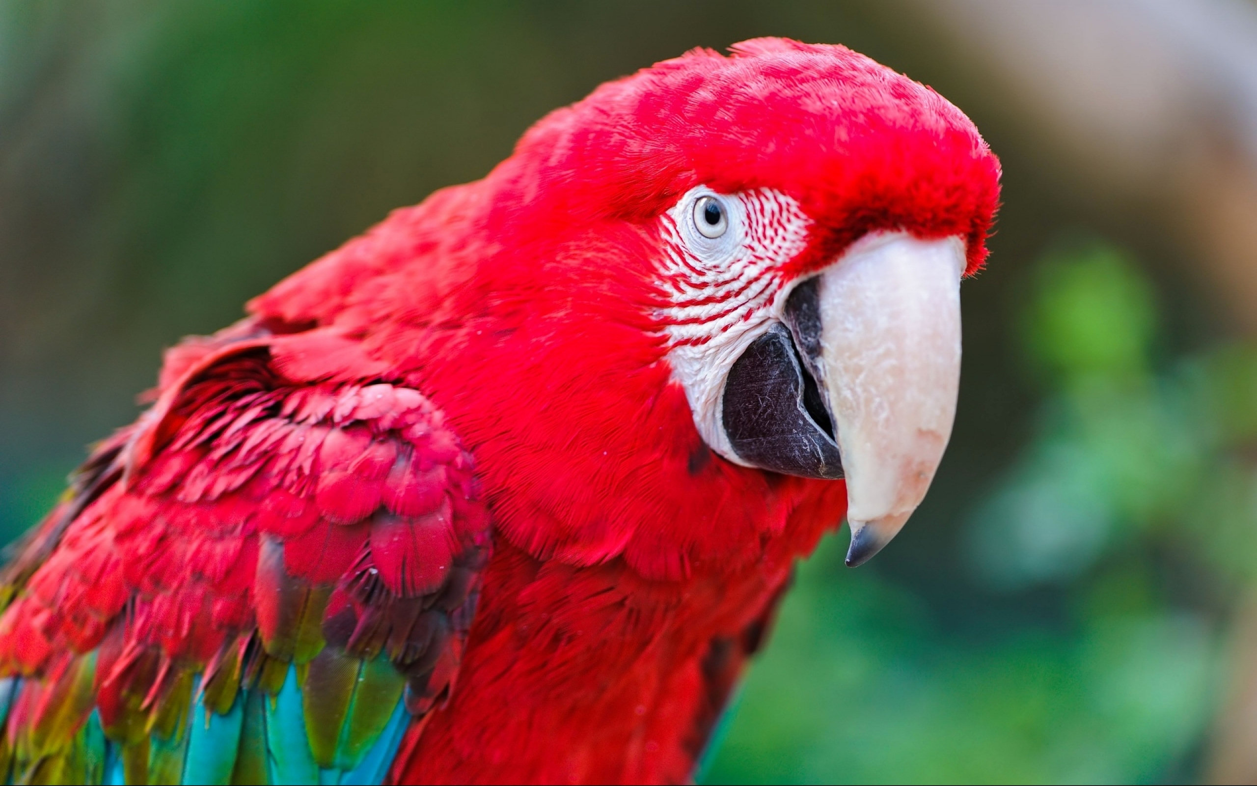 Red-and-green Macaw Picture - Image Abyss