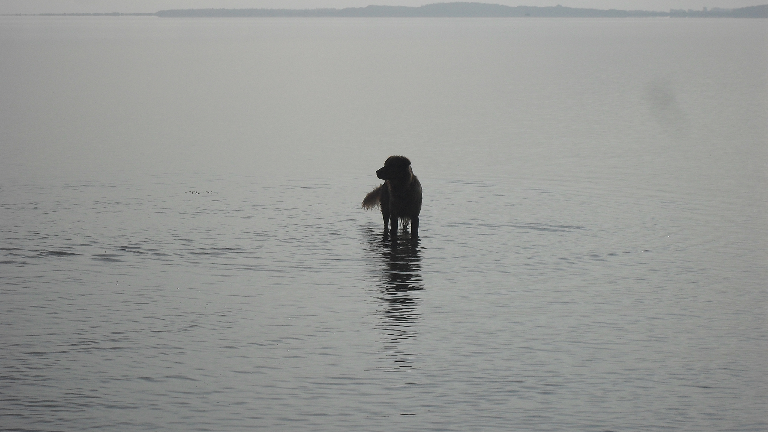 Dog in the North Sea by 3psilon