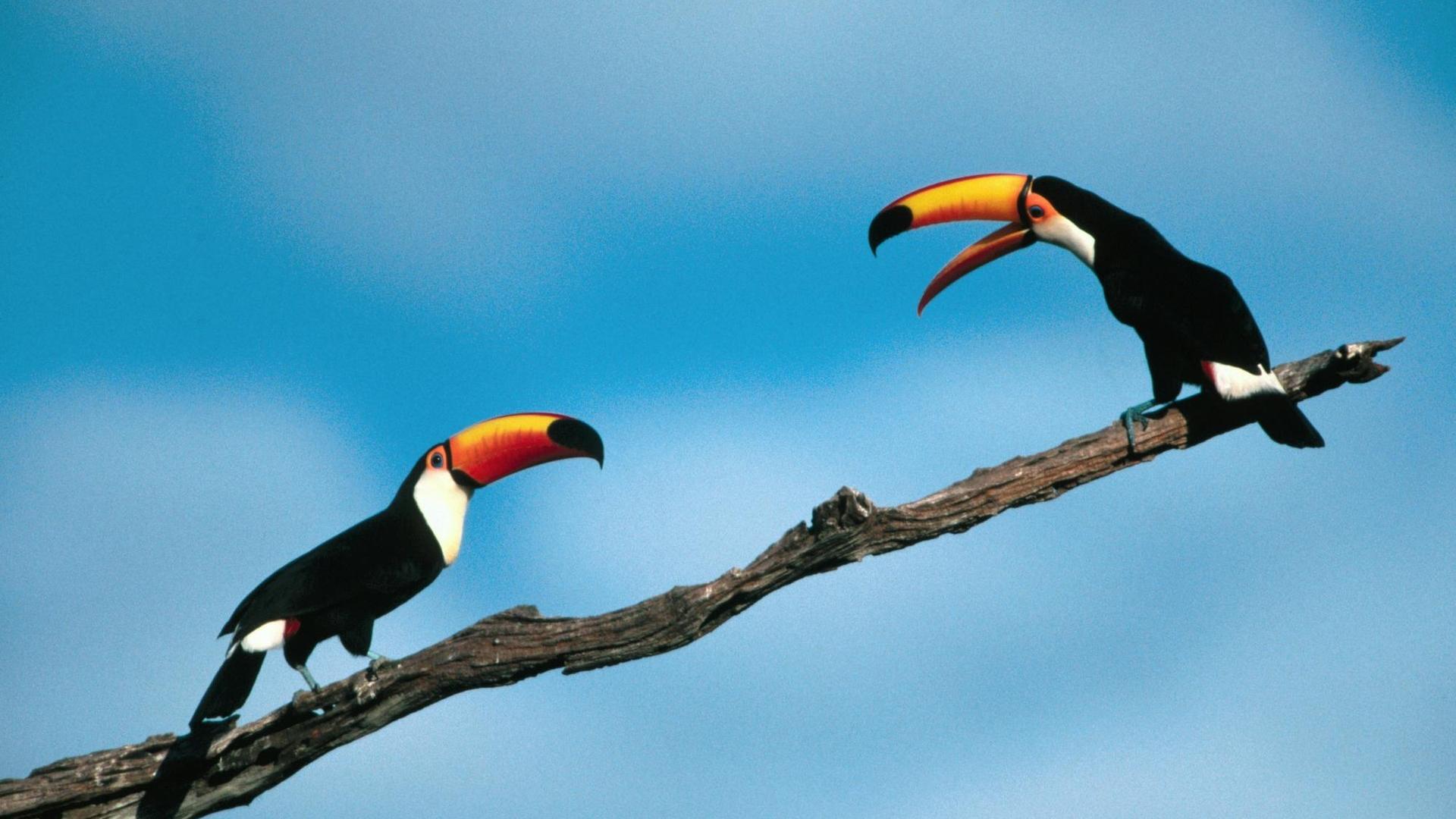 Download Animal Toco Toucan Image