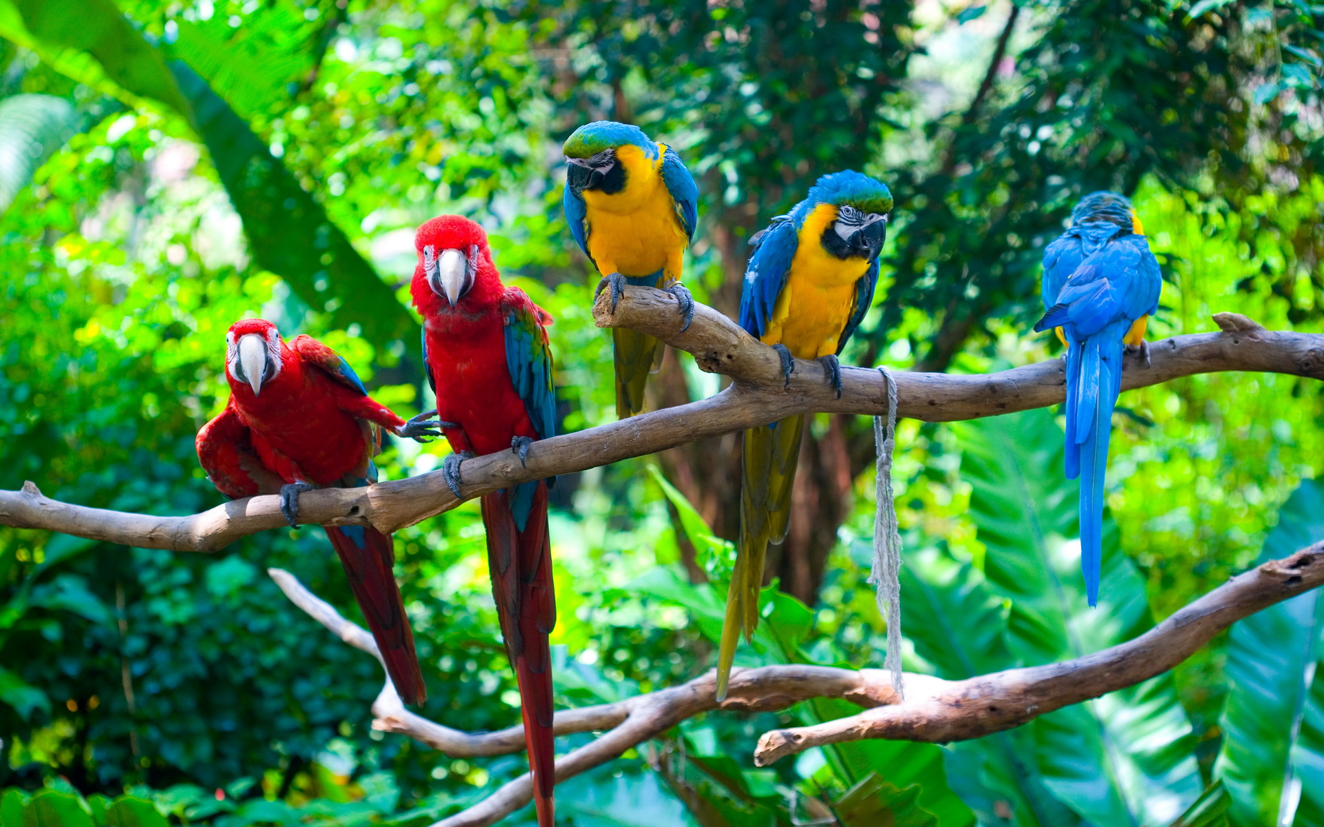 Download Animal Macaw Image